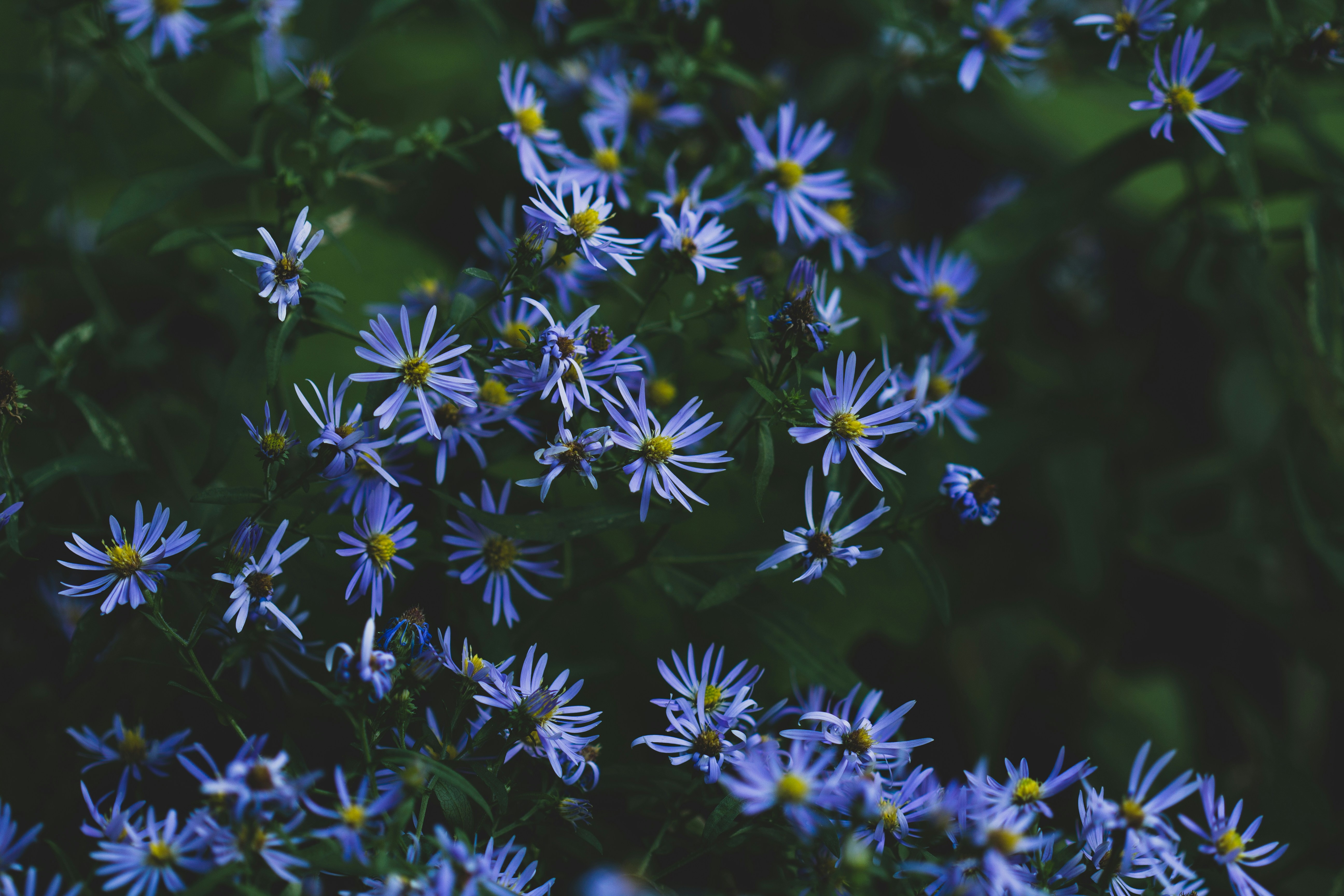 Aster Flower Pictures | Download Free Images on Unsplash