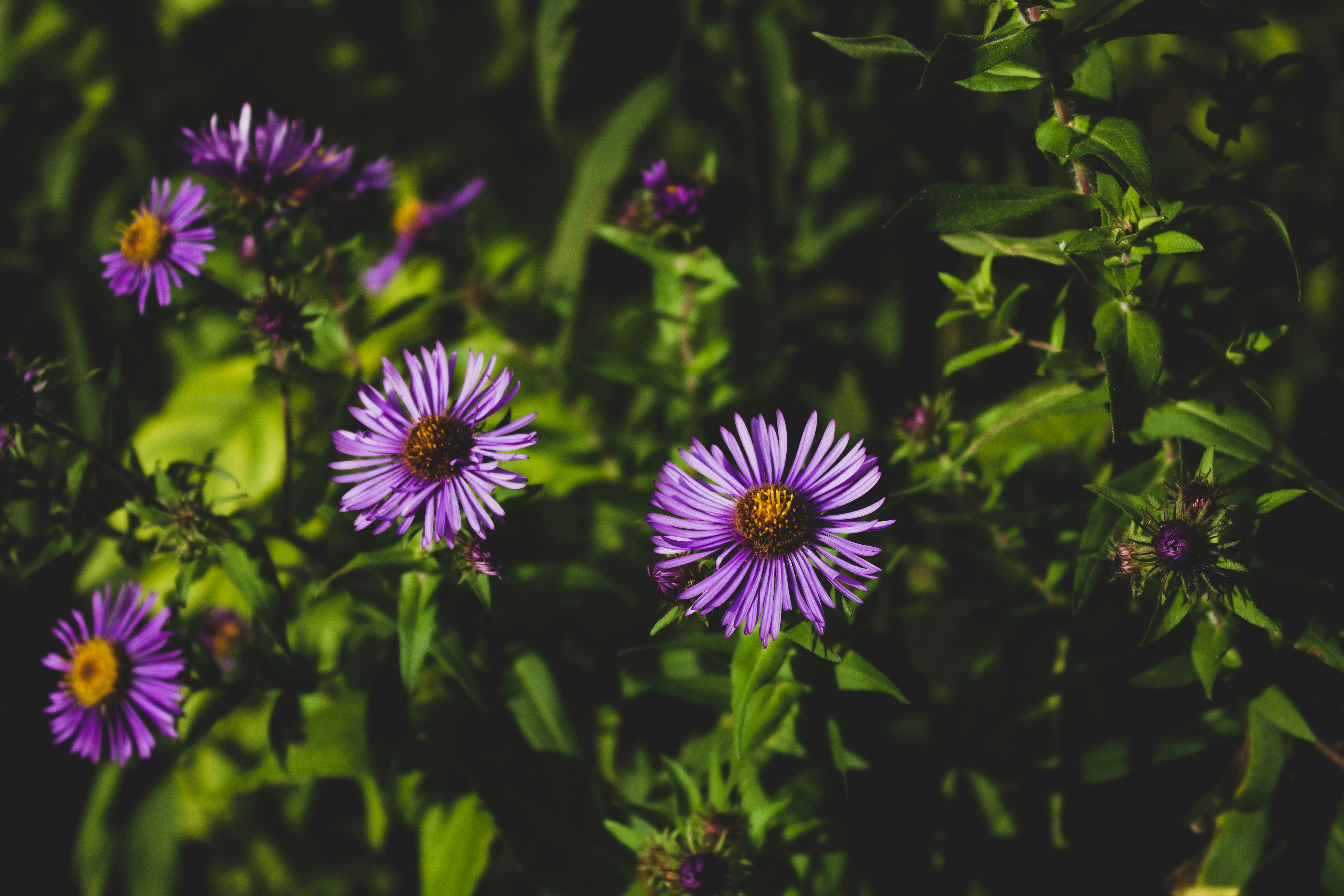 Aster Flower Pictures | Download Free Images on Unsplash