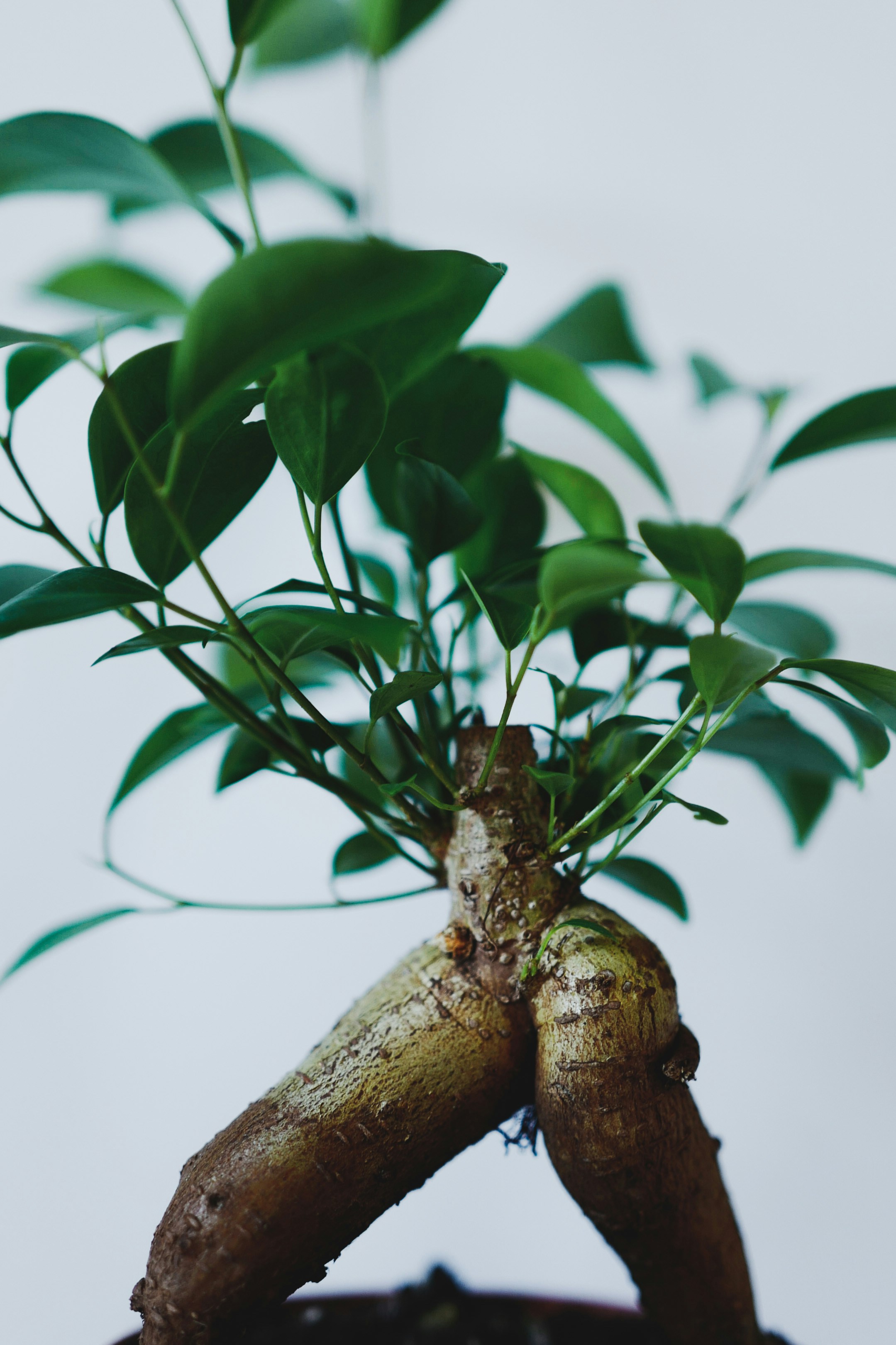 Bonsai tree with intricate roots and vibrant green leaves against a minimalist background.
