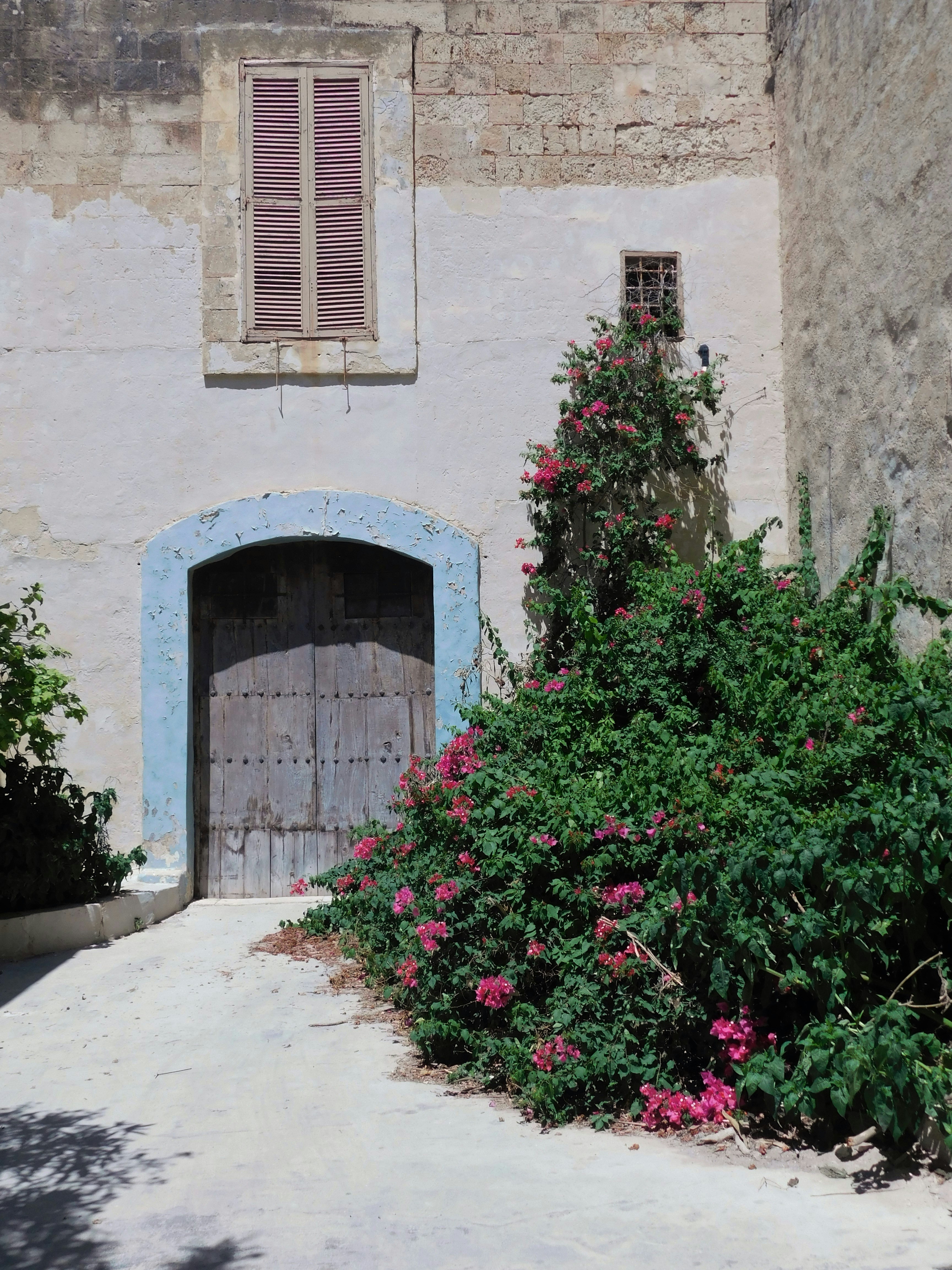 Weathered wooden door framed by vibrant bougainvillea, set against a rustic stone wall. The scene evokes a sense of tranquility and nostalgia.
