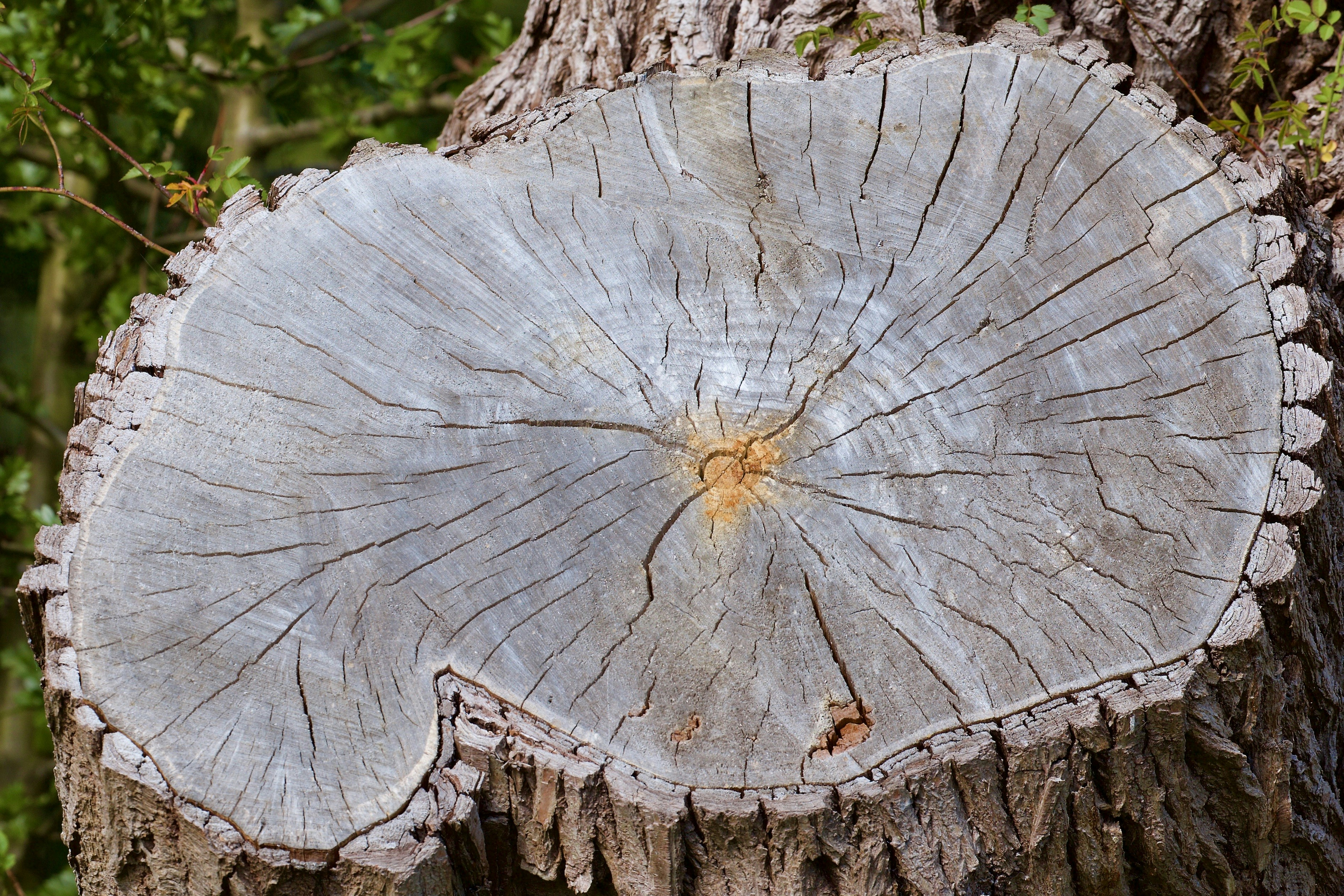 Cross-section of a tree stump showcasing intricate growth rings and textures, revealing the tree's age and history.