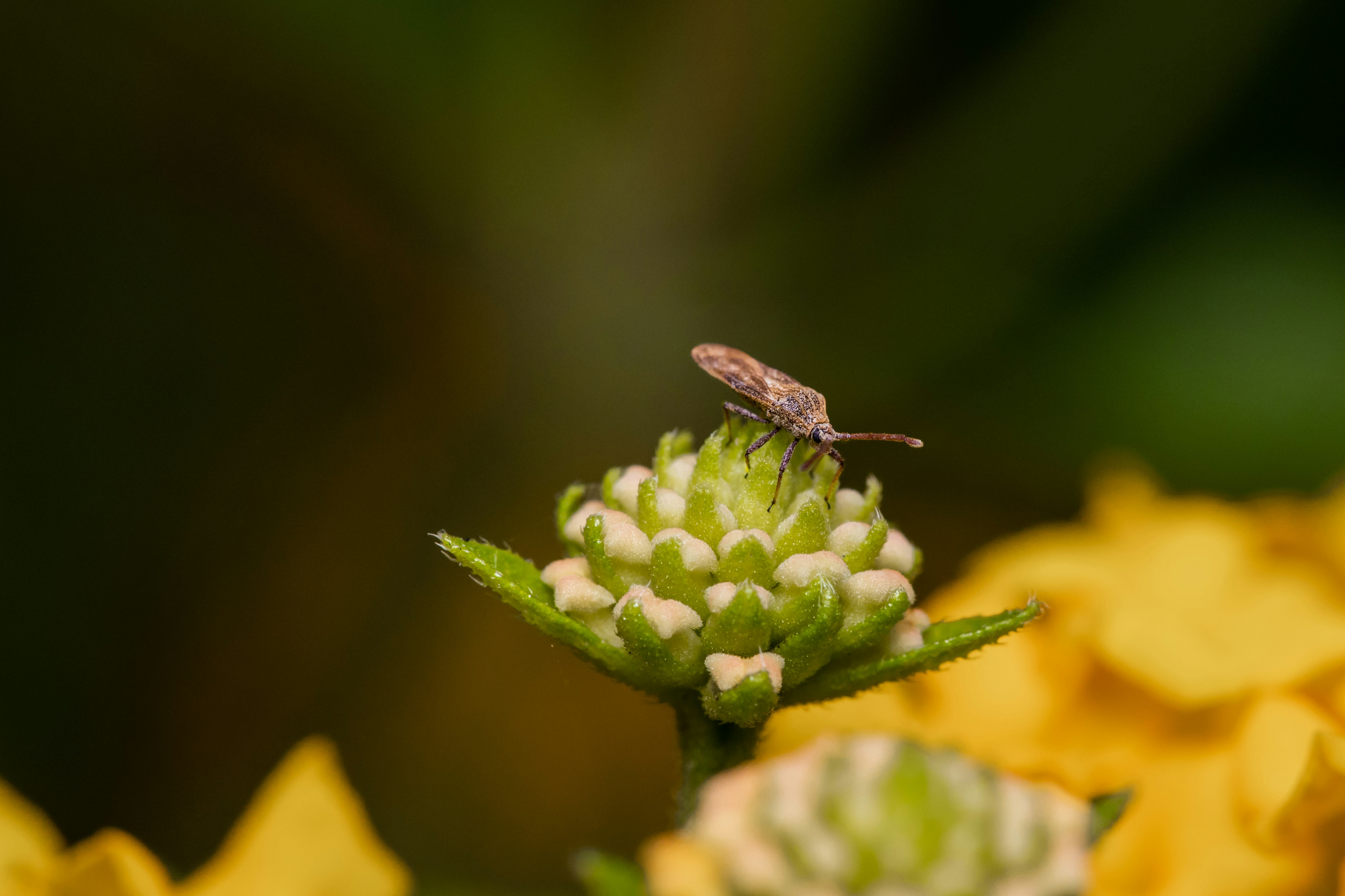 Dainty Insect Perched on a Green Bud Amid Golden Haze