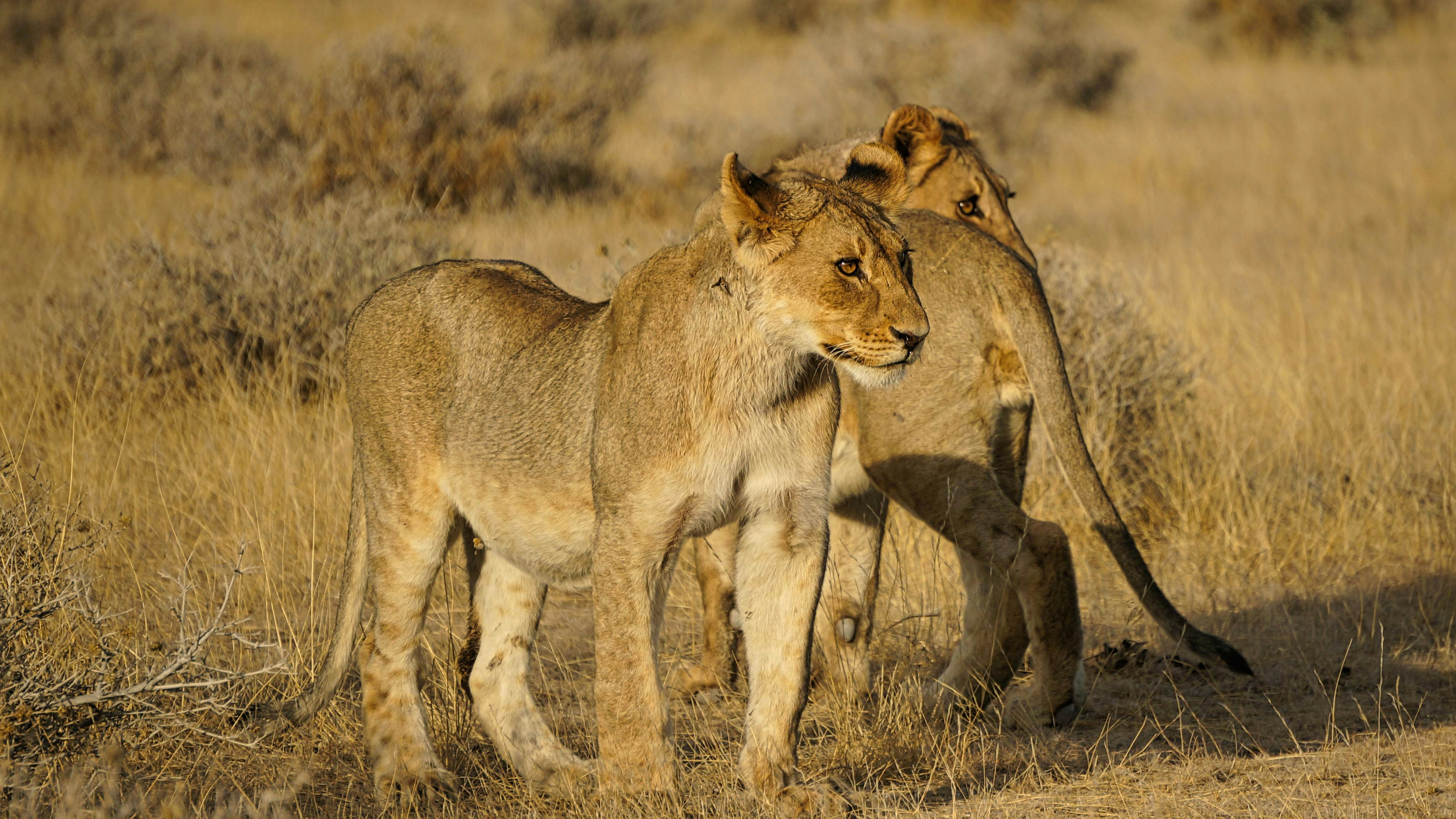 Two adult lions stand among sunlit savanna grasses, the lead lion's face in sharp focus as the pair surveys the horizon. This photograph captures a quiet wildlife moment.
