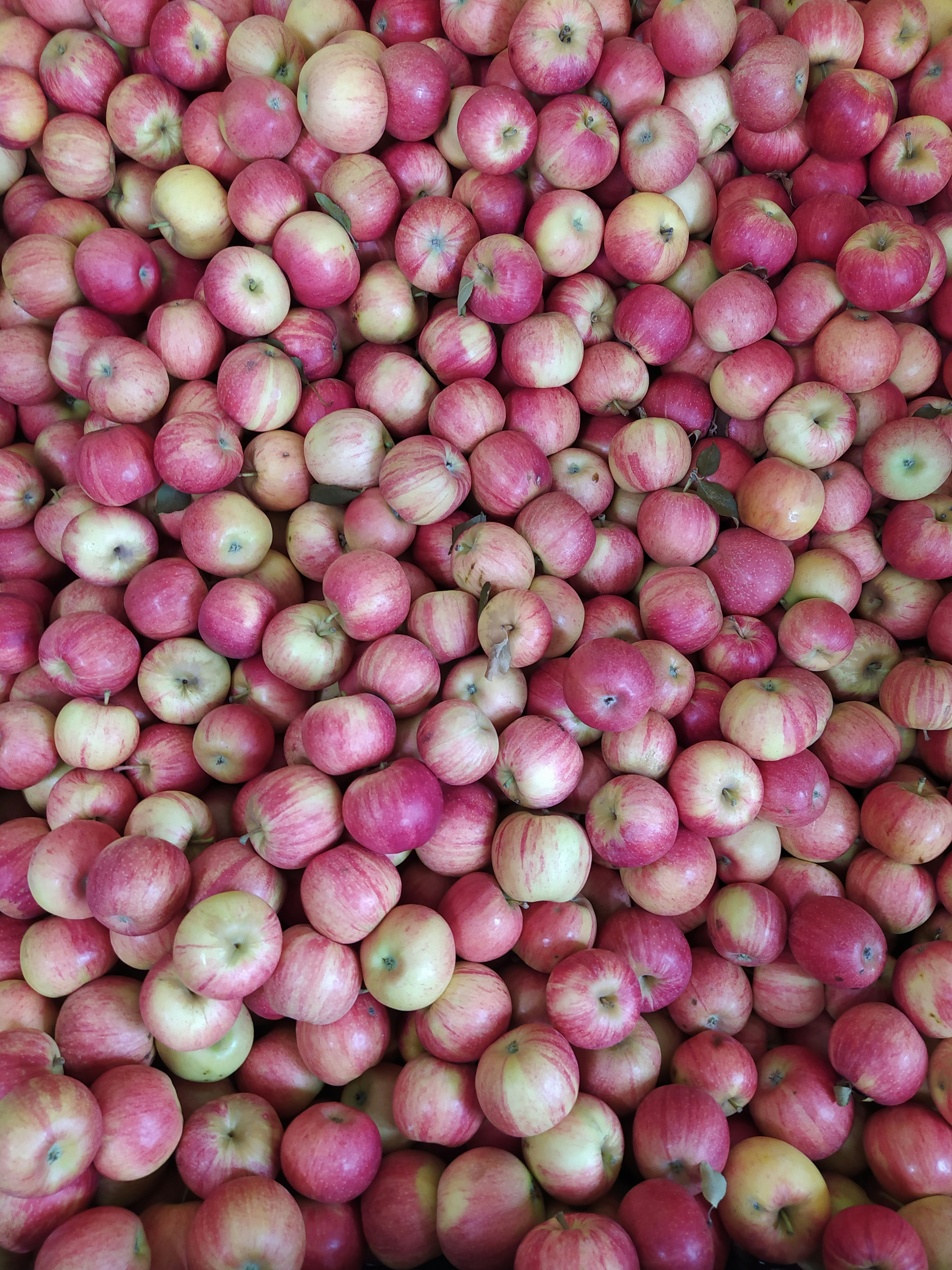 Red and green round fruits photo – Free Plant Image on Unsplash