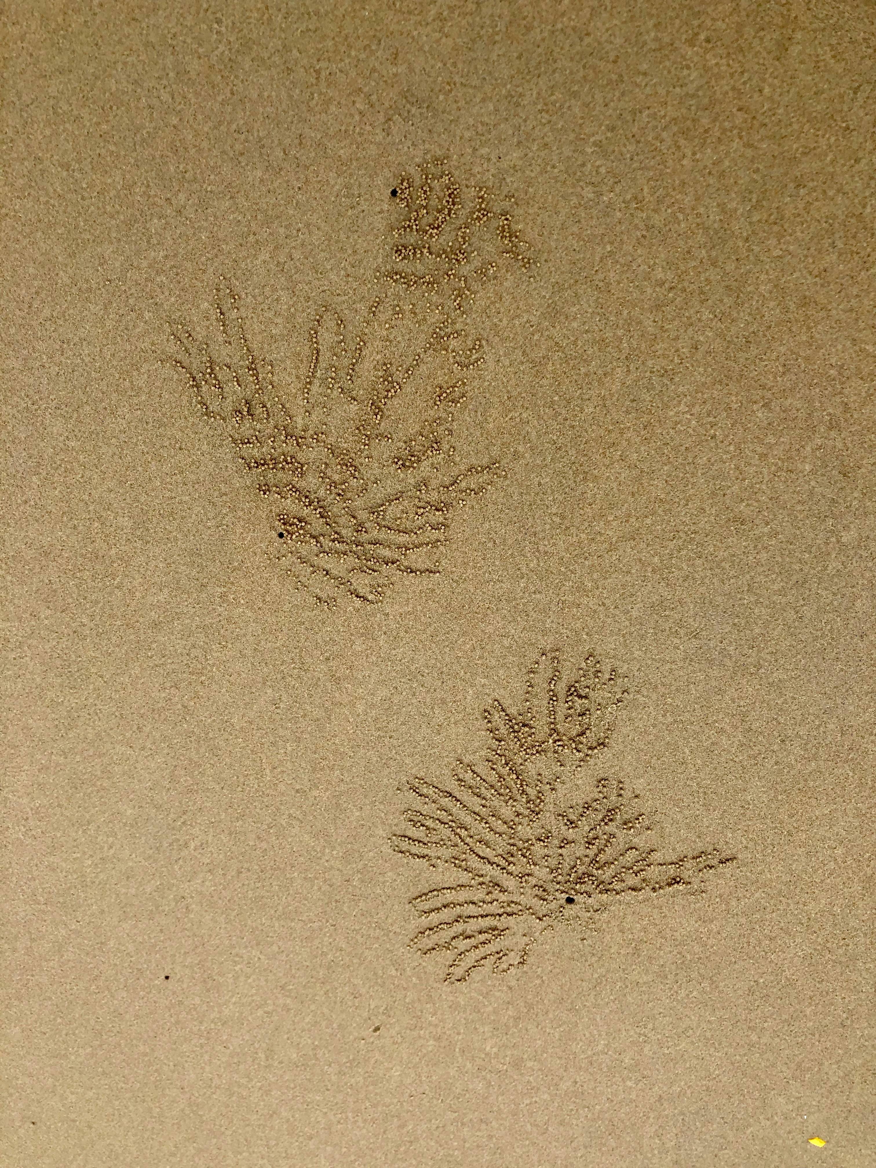 brown leafless tree on brown sand