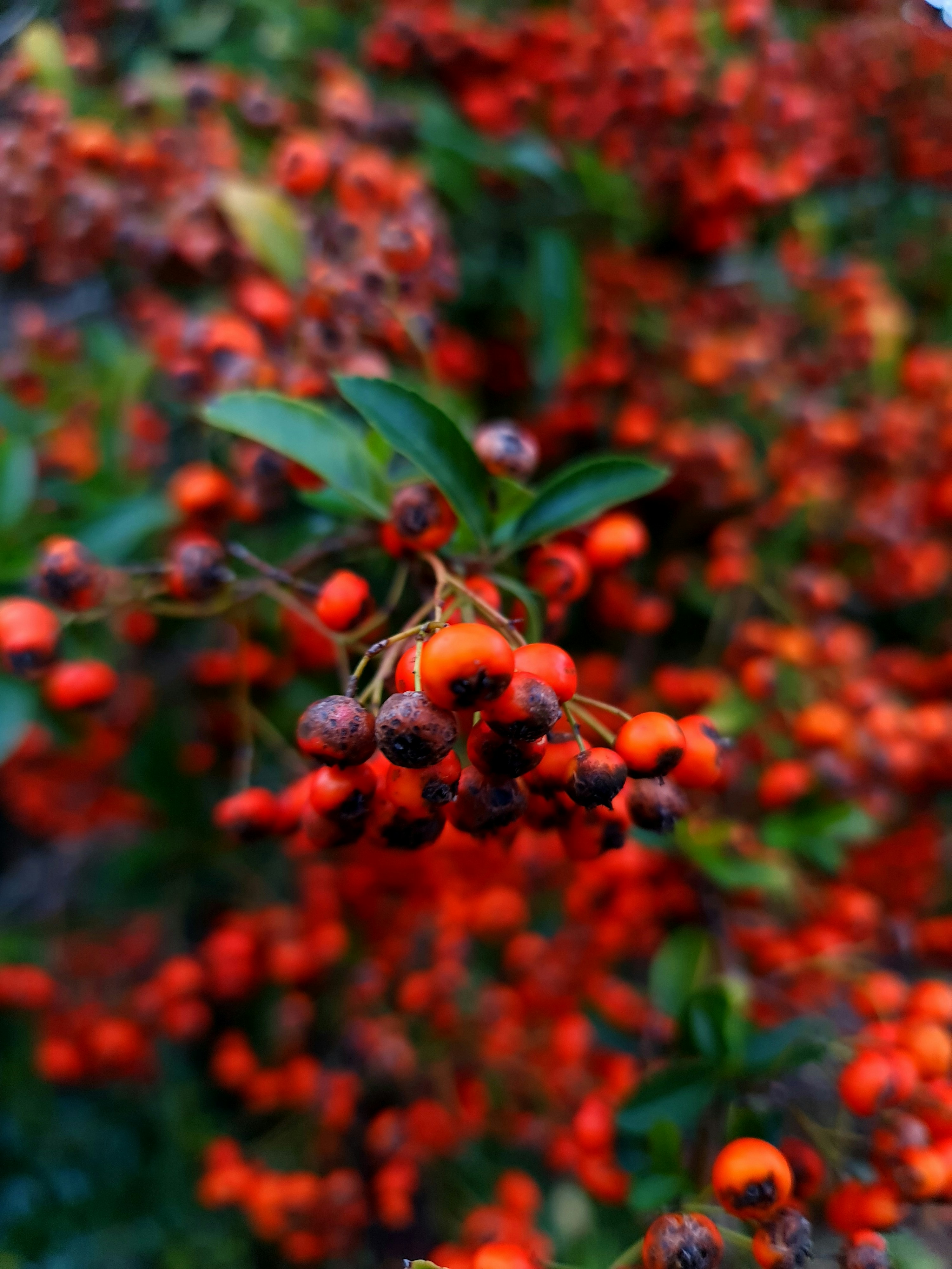 red round fruits in tilt shift lens