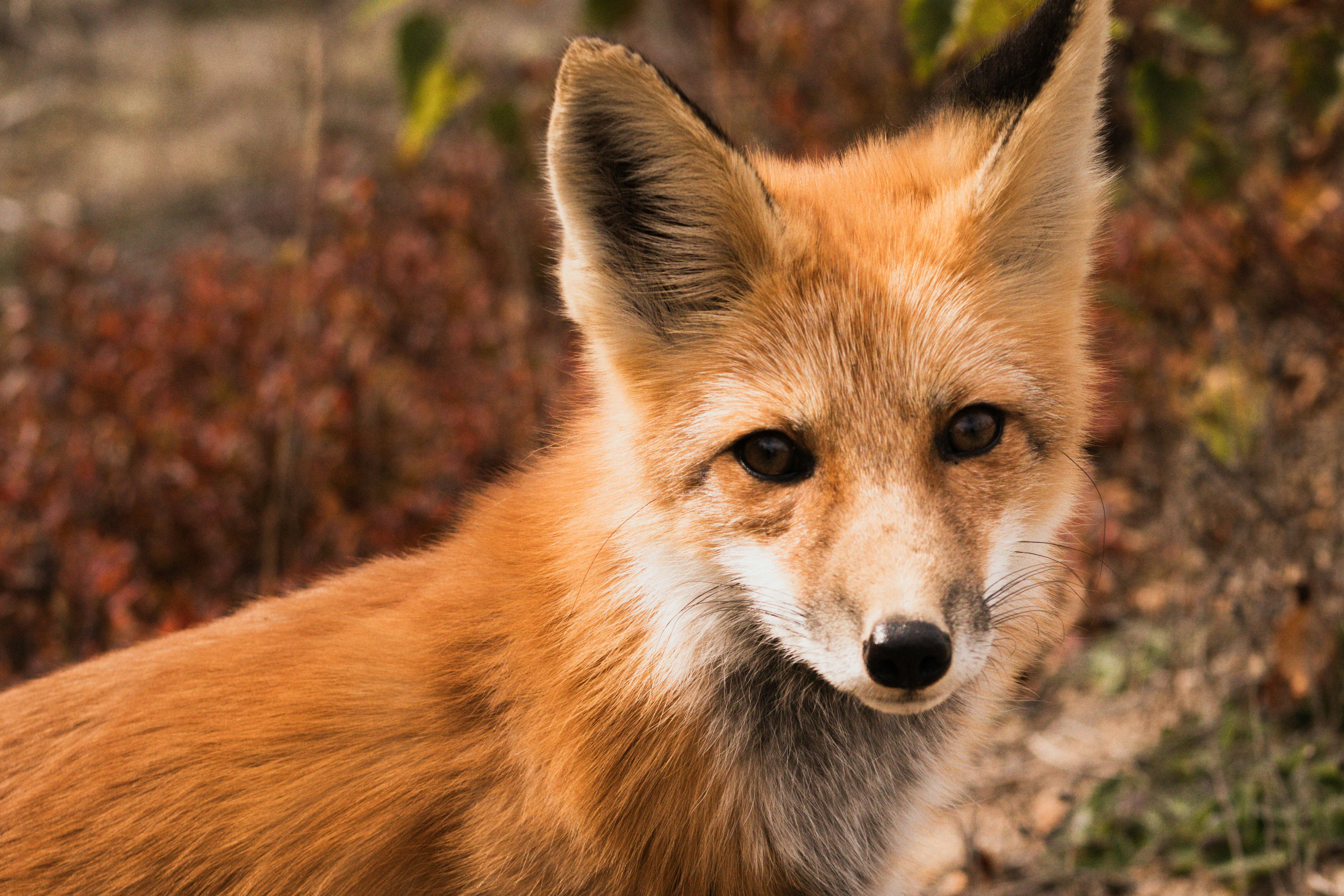 Red Fox Green Eyes