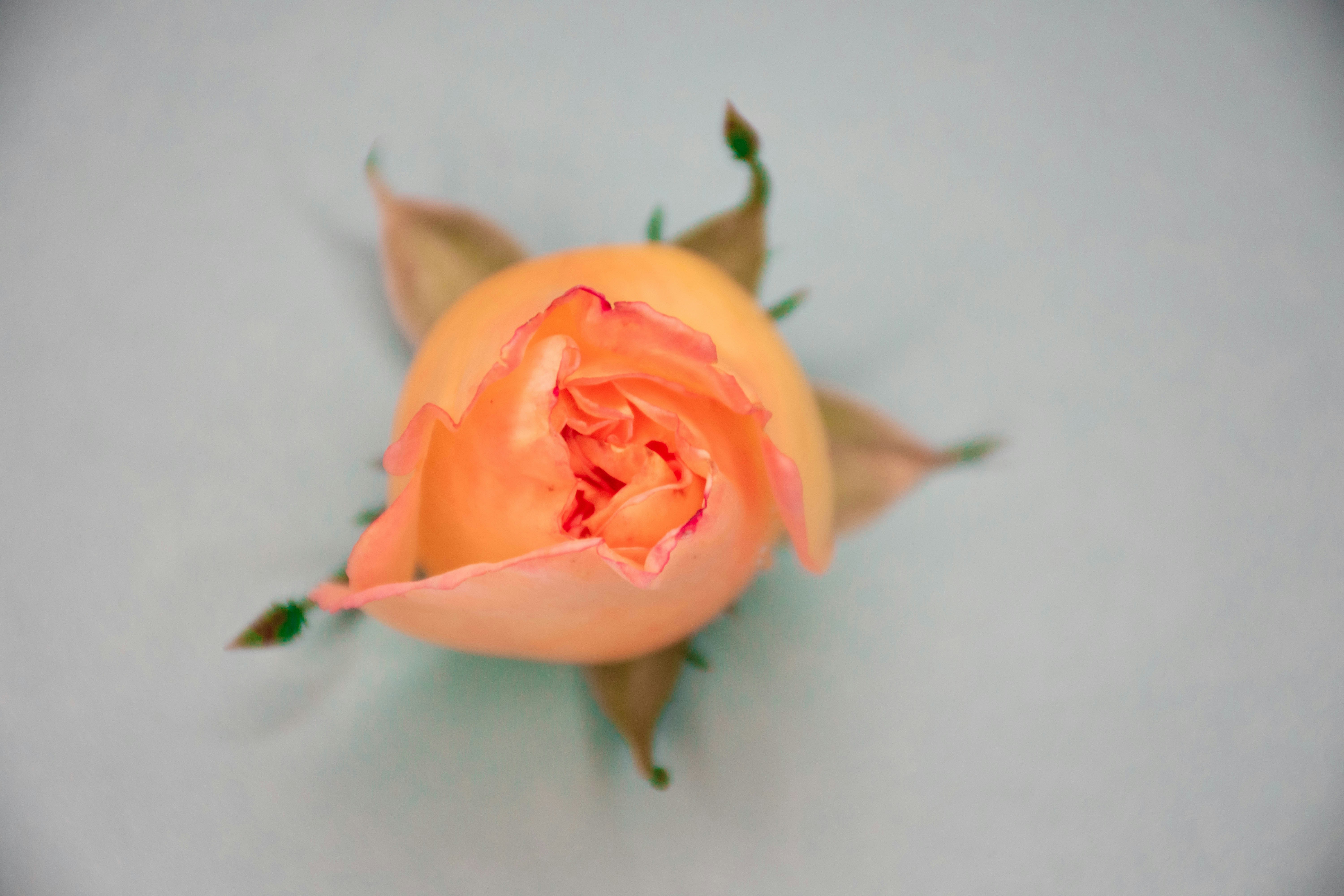 Whispering Peach Rose in Velvet Blur