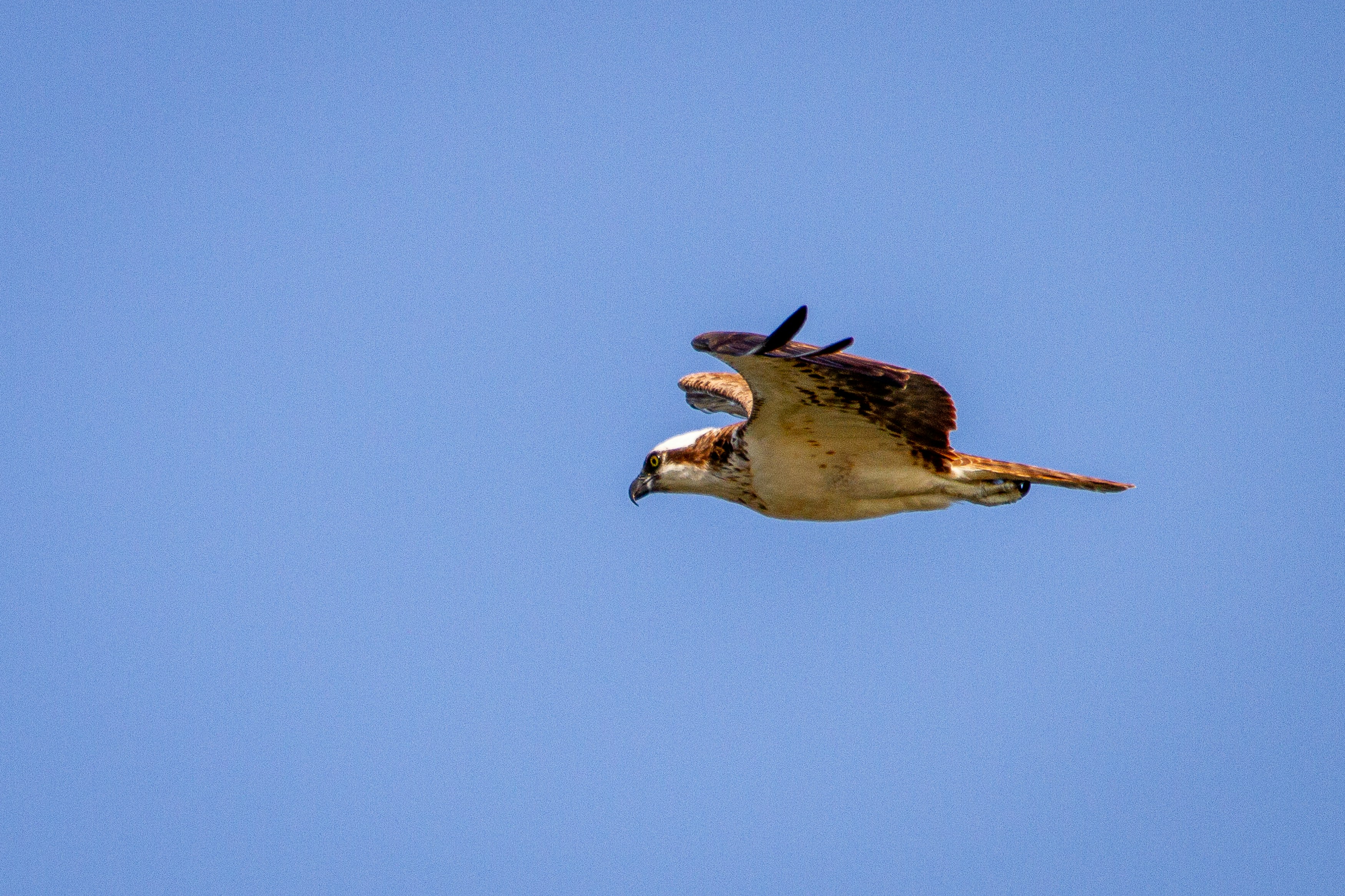 Osprey gliding against a clear blue sky with wings spread.