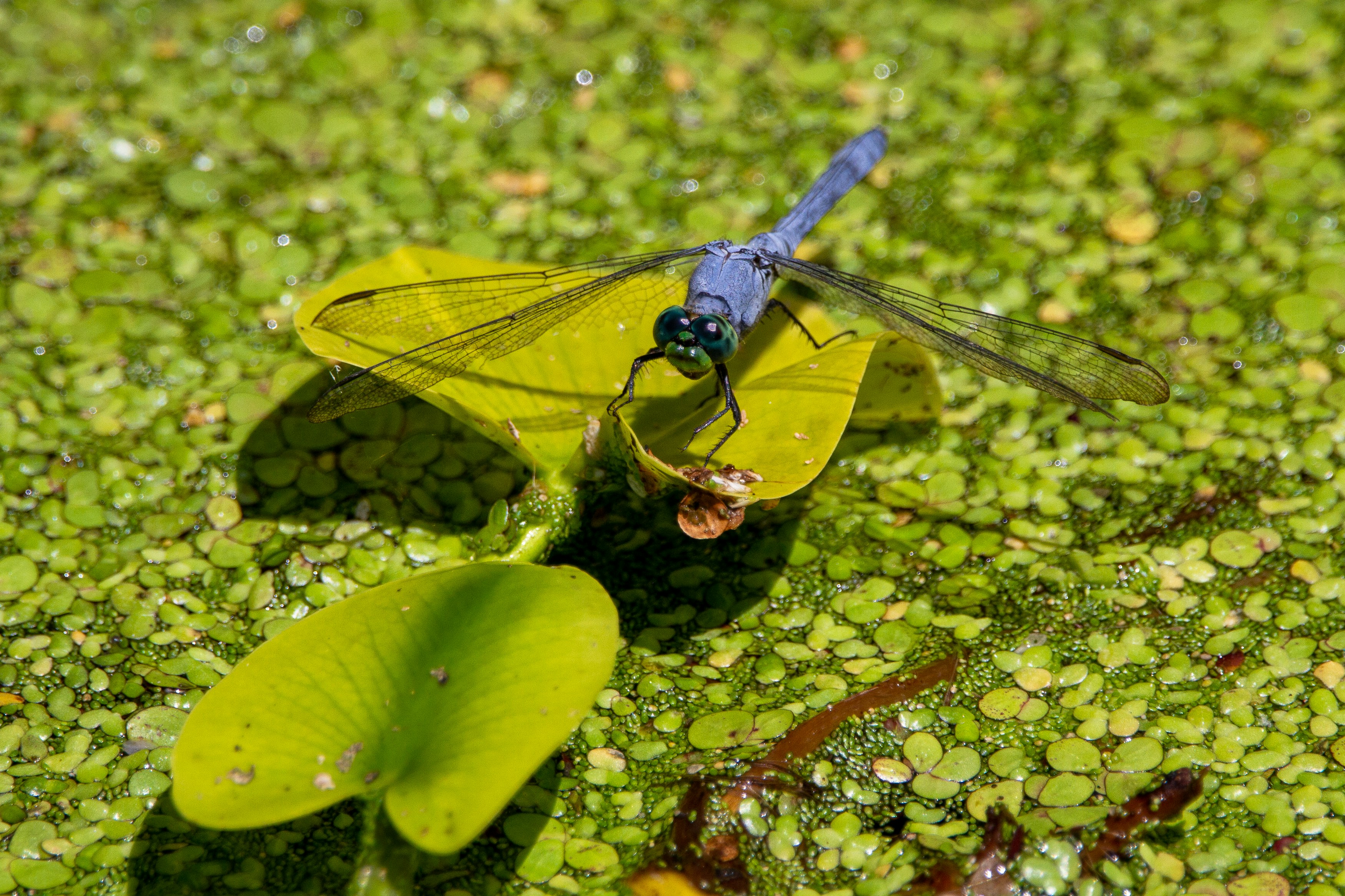 Azure Skimmer at the Green Mirror: A Dragonfly Among Duckweed