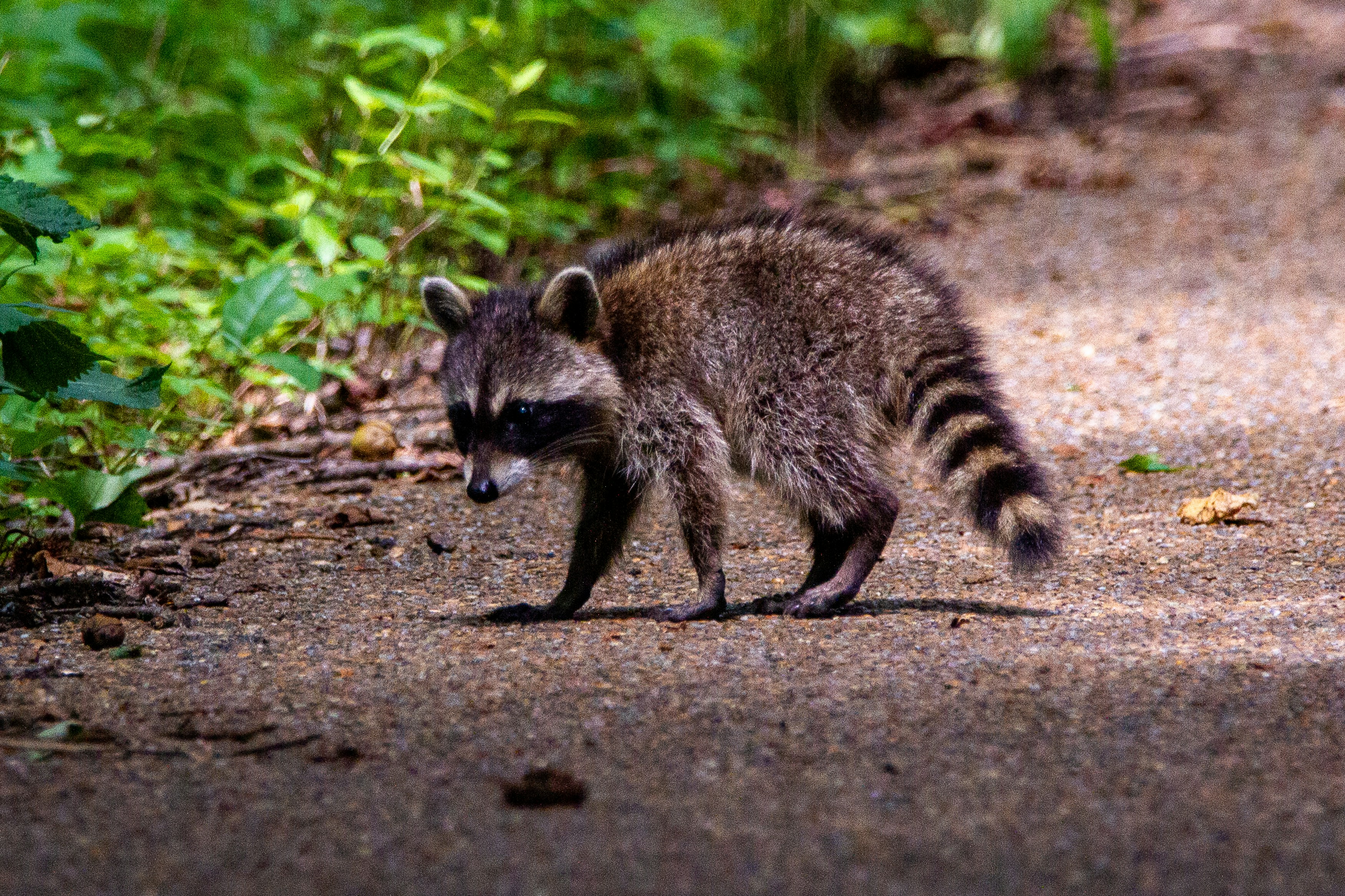 A raccoon cautiously exploring a forest trail, surrounded by lush greenery and dappled sunlight.
