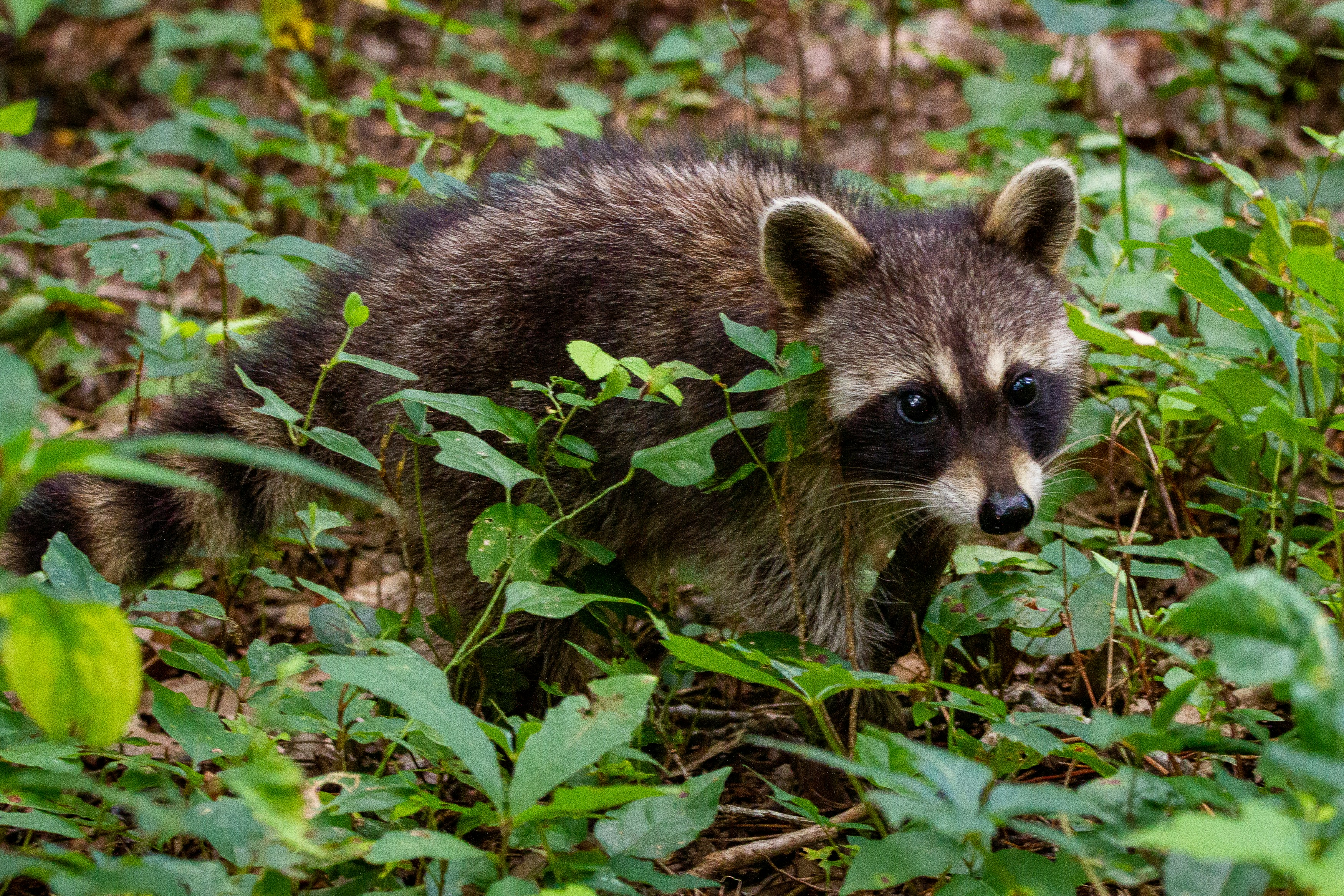 trash pandas | 24 best free trash panda, raccoon, animal and mammal ...