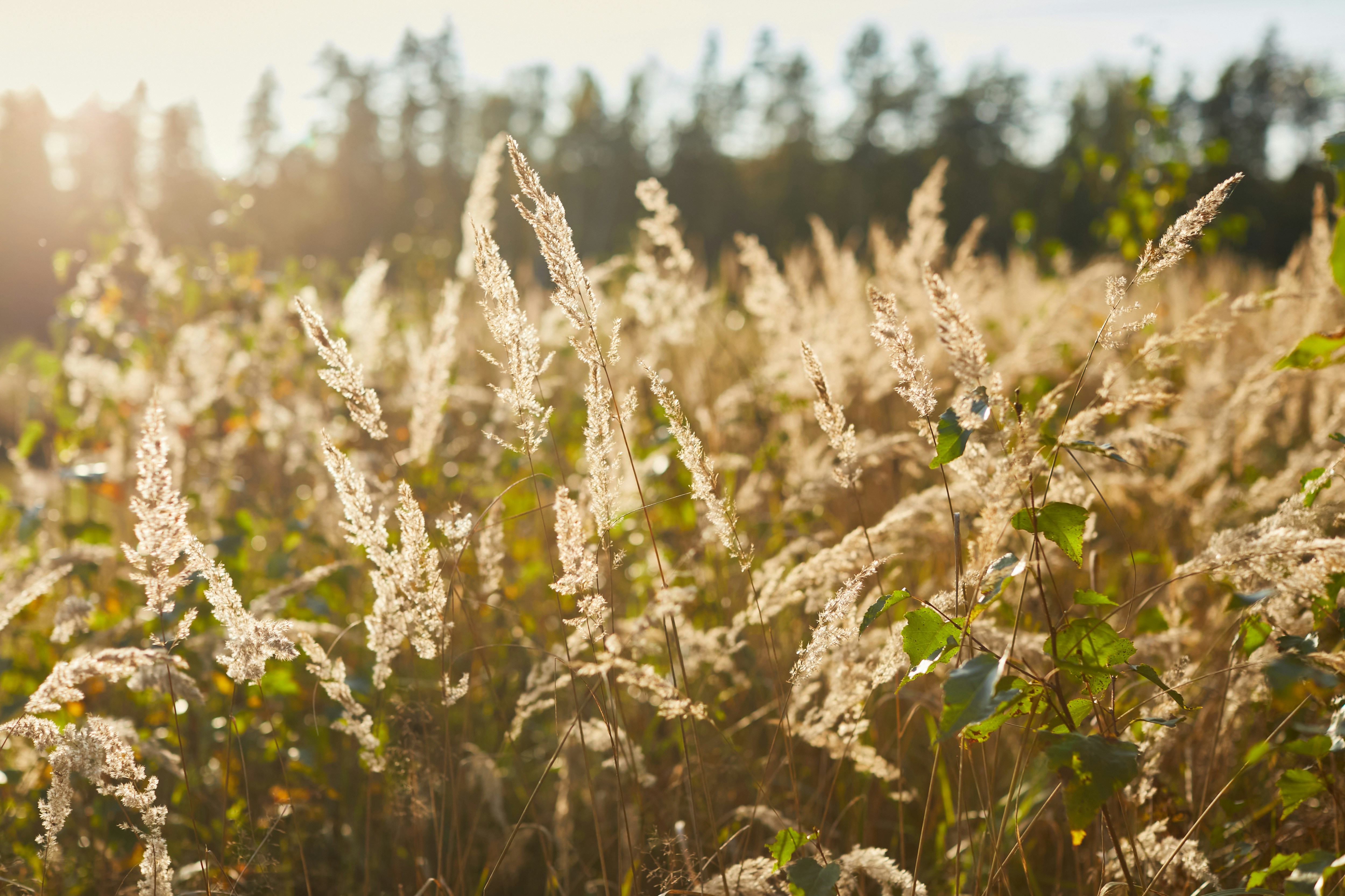 Sunlit Plume Field at Dusk