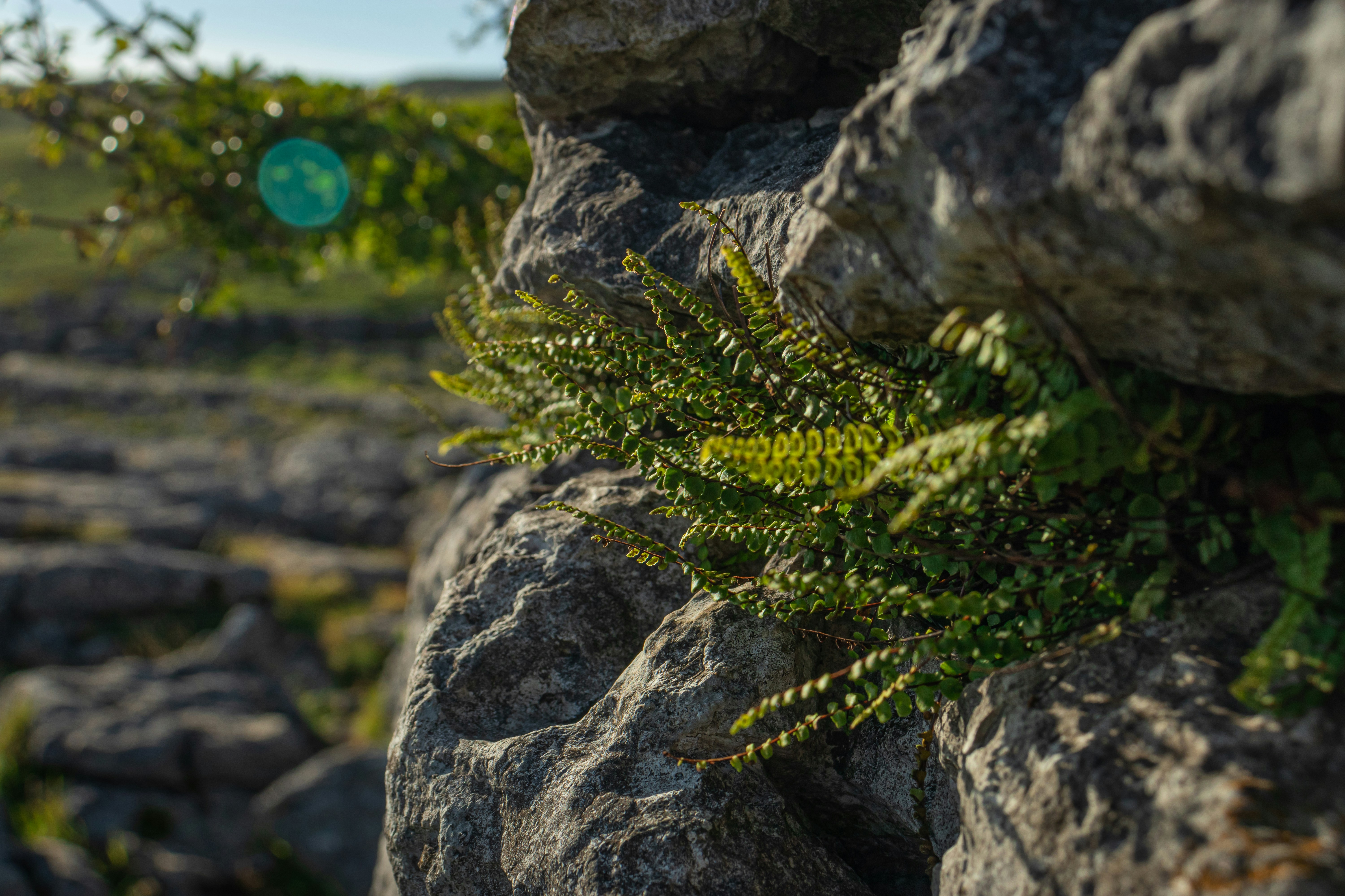 Cracked stone ledge with fern sprouting amid sunlit boulder