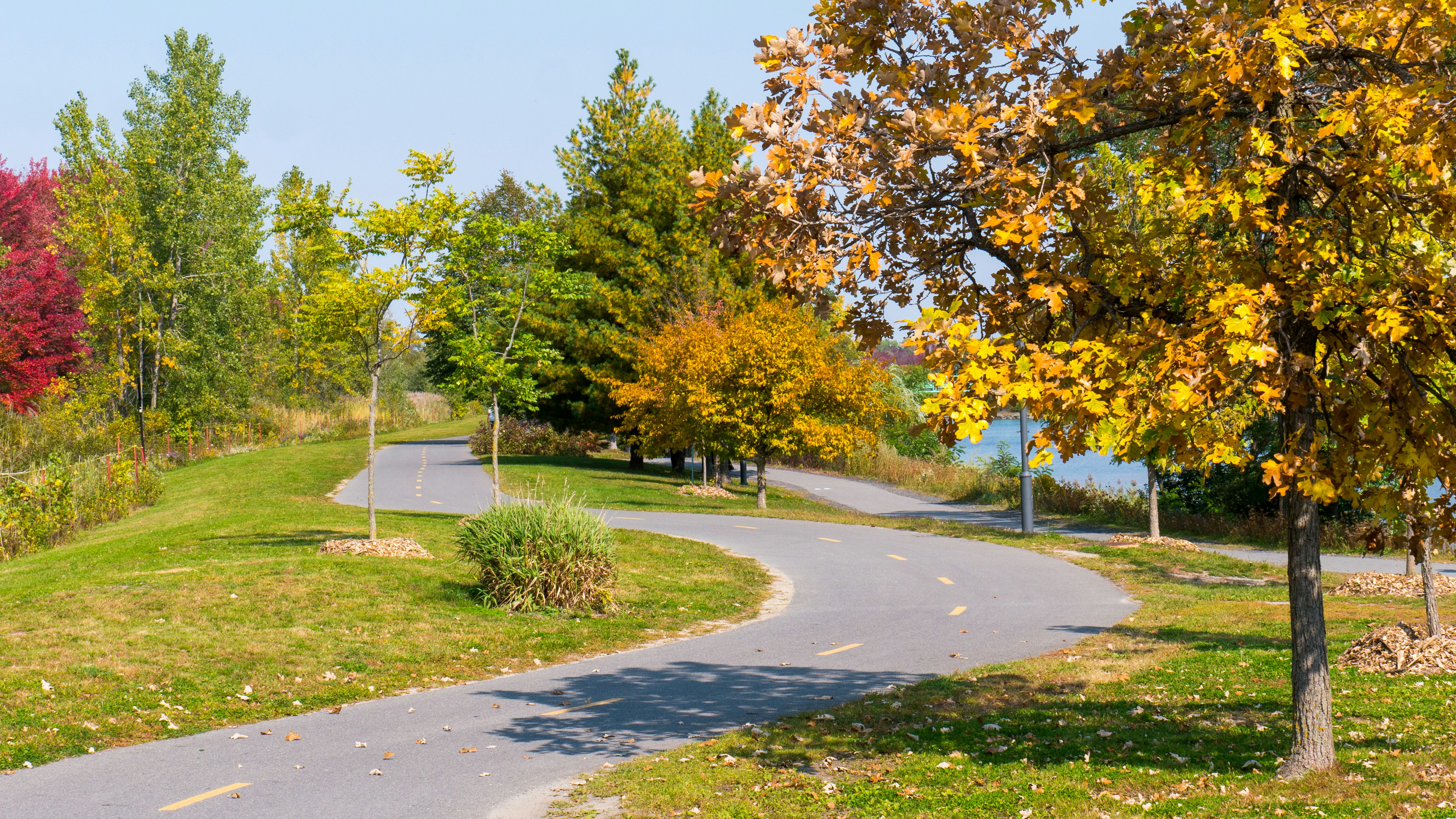 Green and yellow trees on green grass field during daytime photo – Free ...