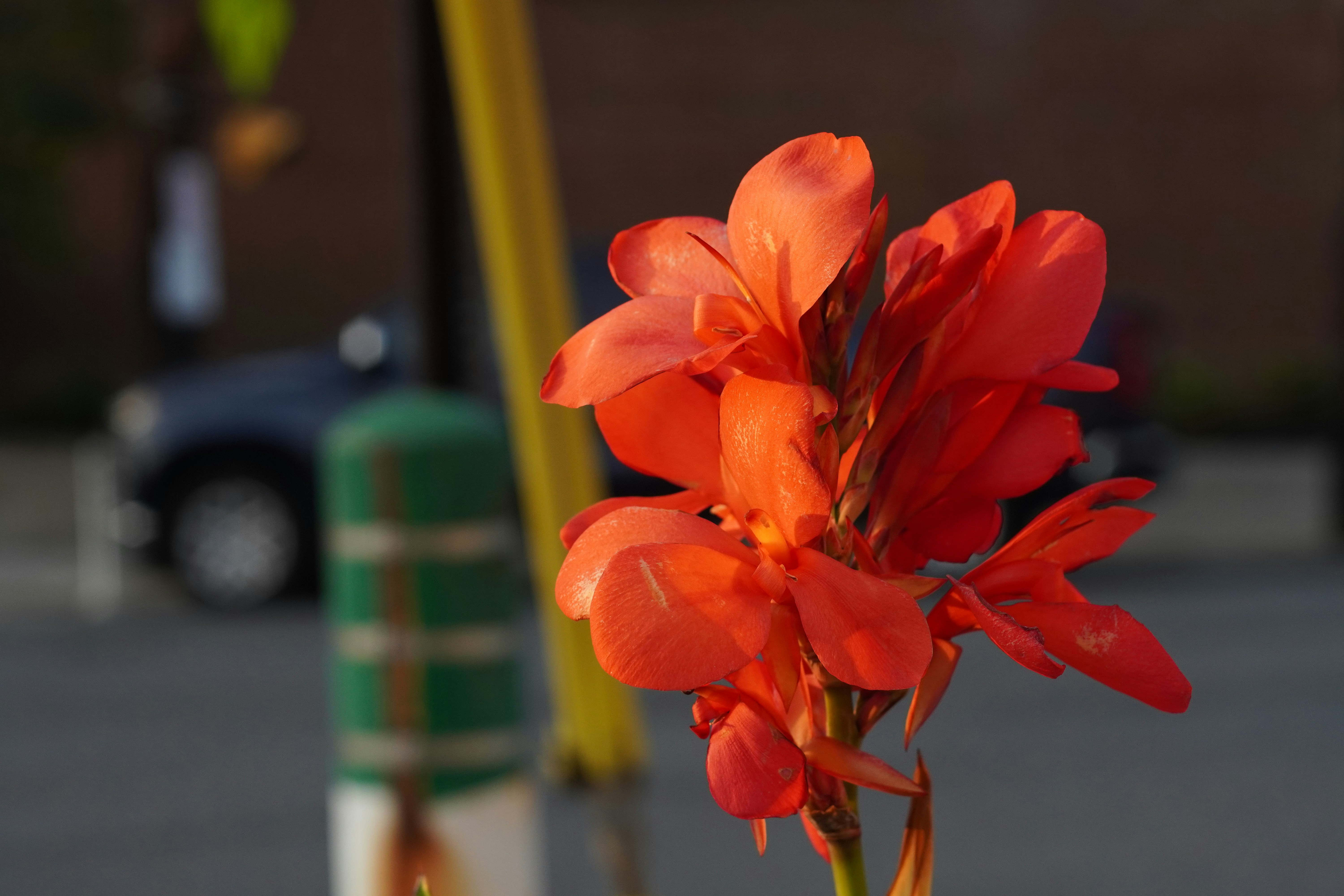 Citrus Bloom Against the City Blur