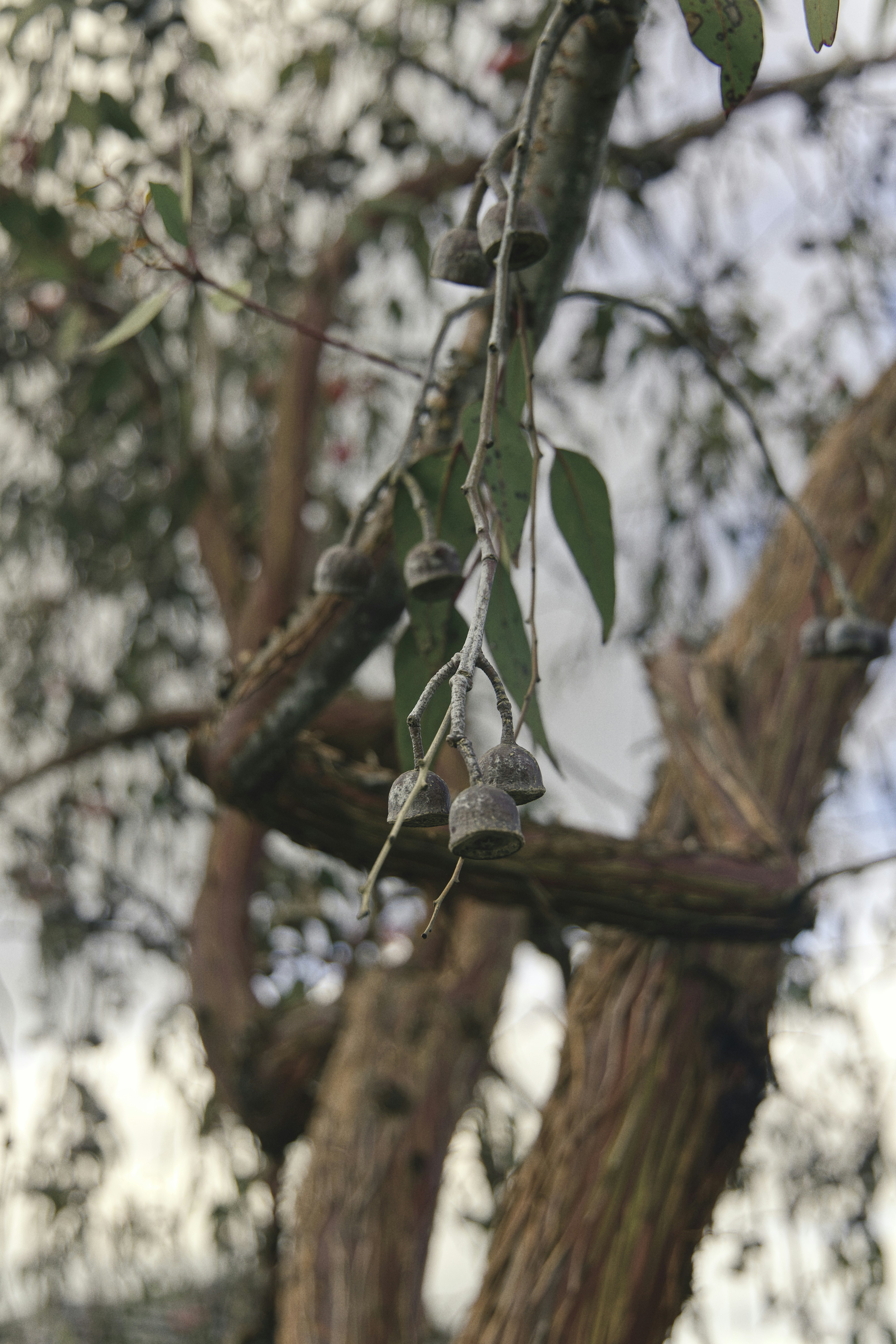 Dried eucalyptus seed pods hanging from a branch, surrounded by lush green leaves and textured bark. The scene captures the intricate details of nature's design.
