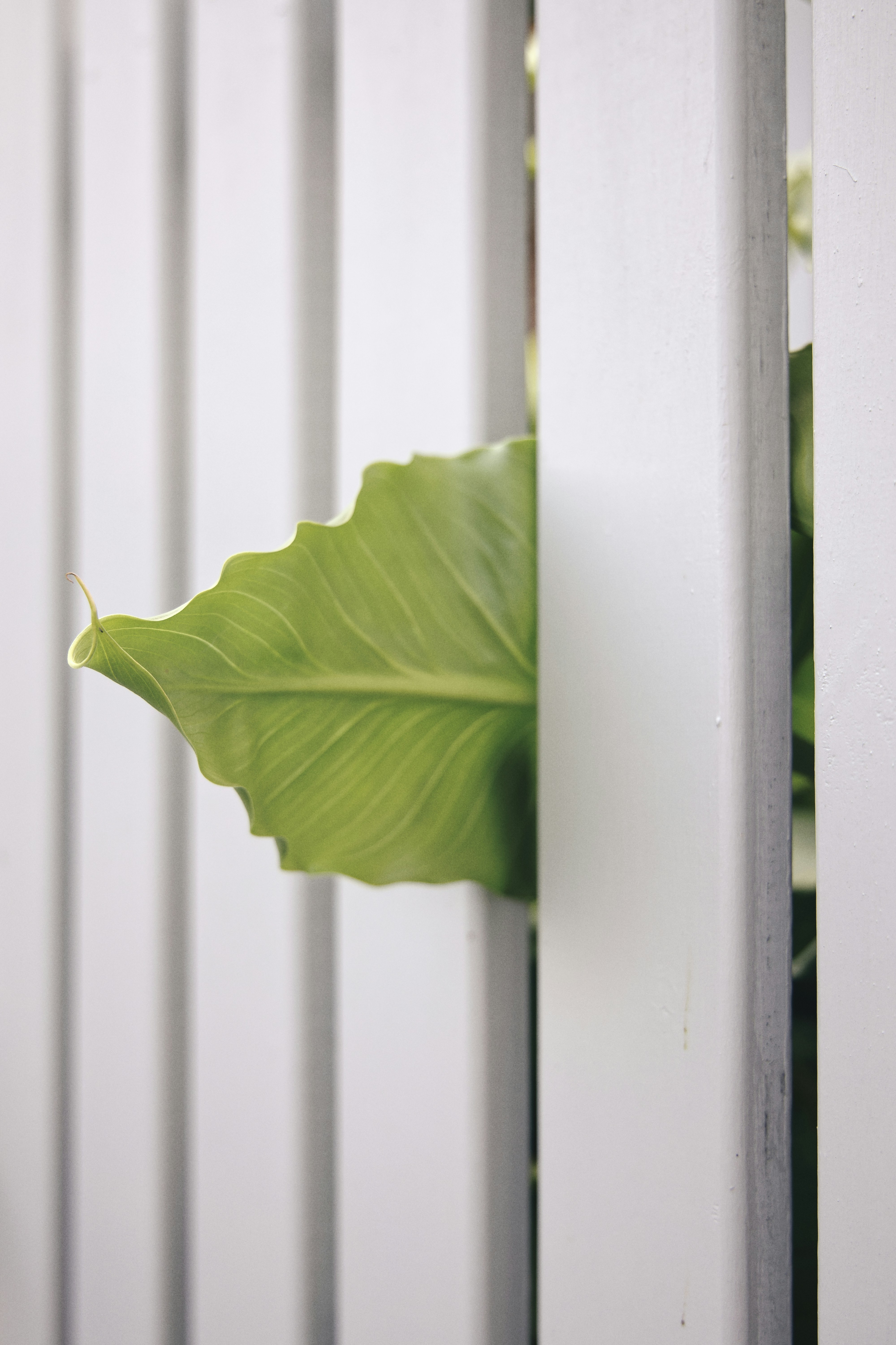 Verdant Breach: A Green Leaf Peeks Between White Vertical Slats