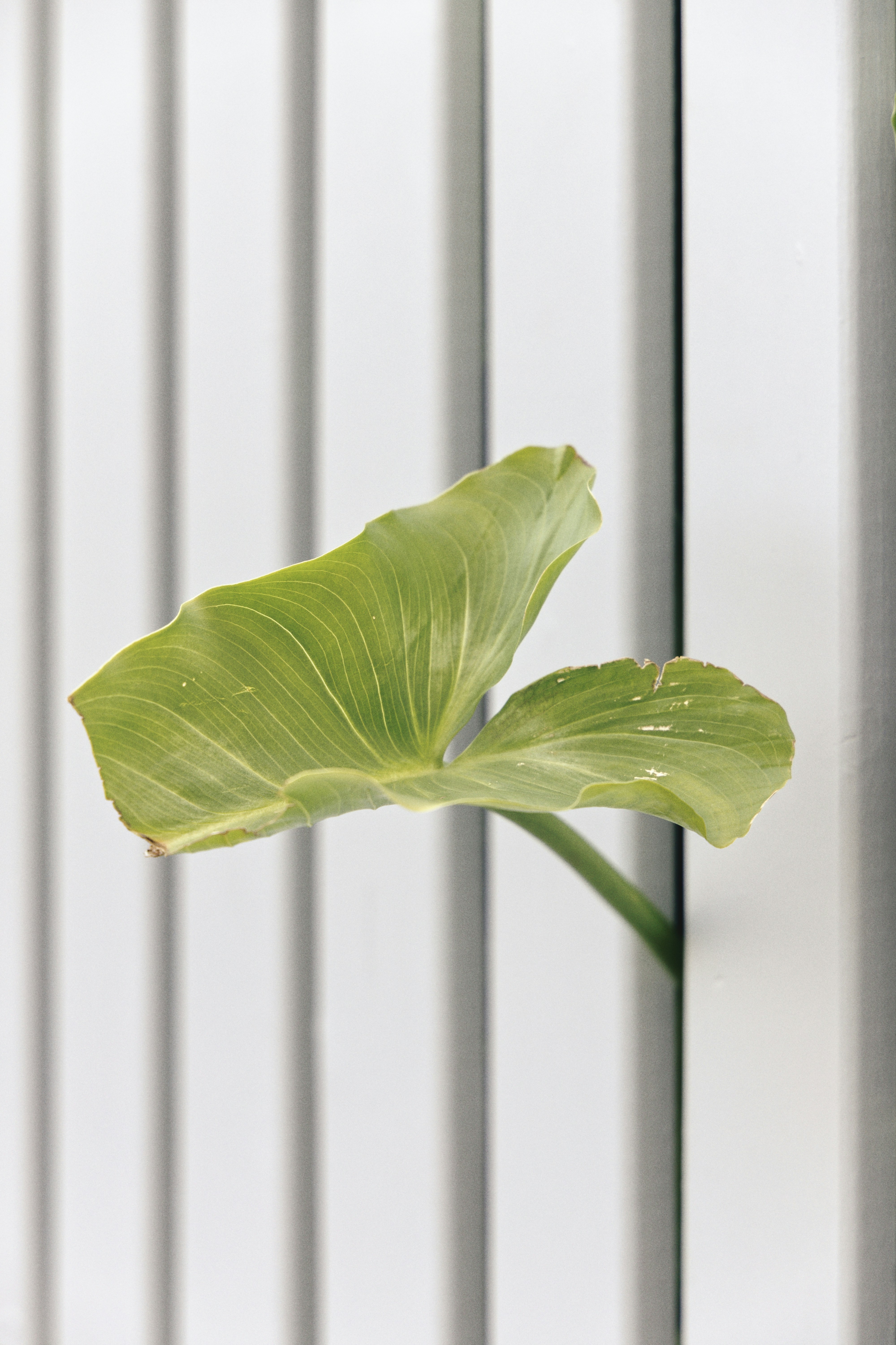 Green Leaf Emerging Through a Vertical Steel Grid