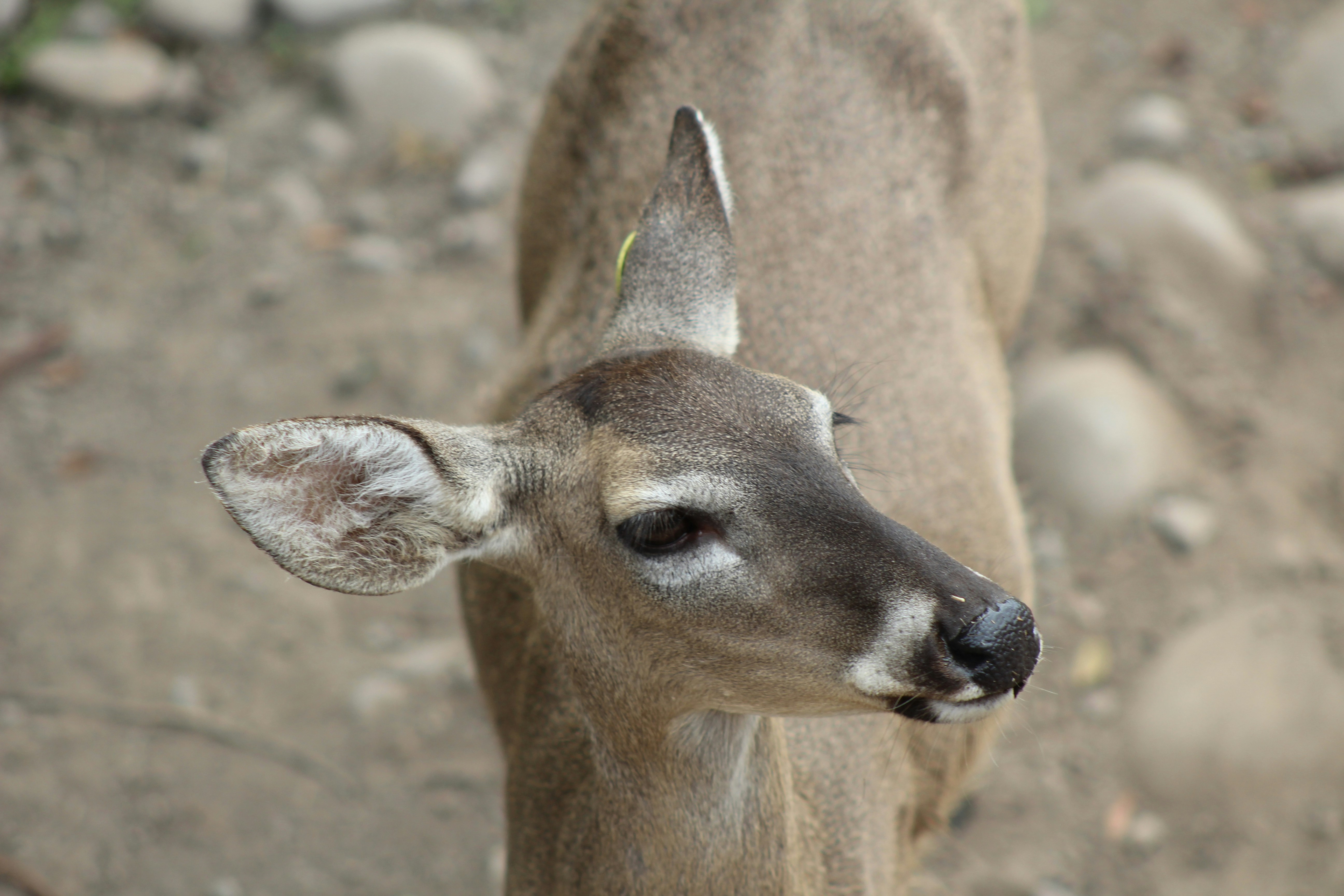 Inquisitive Gaze Across Pebble Ground: A Deer Portrait