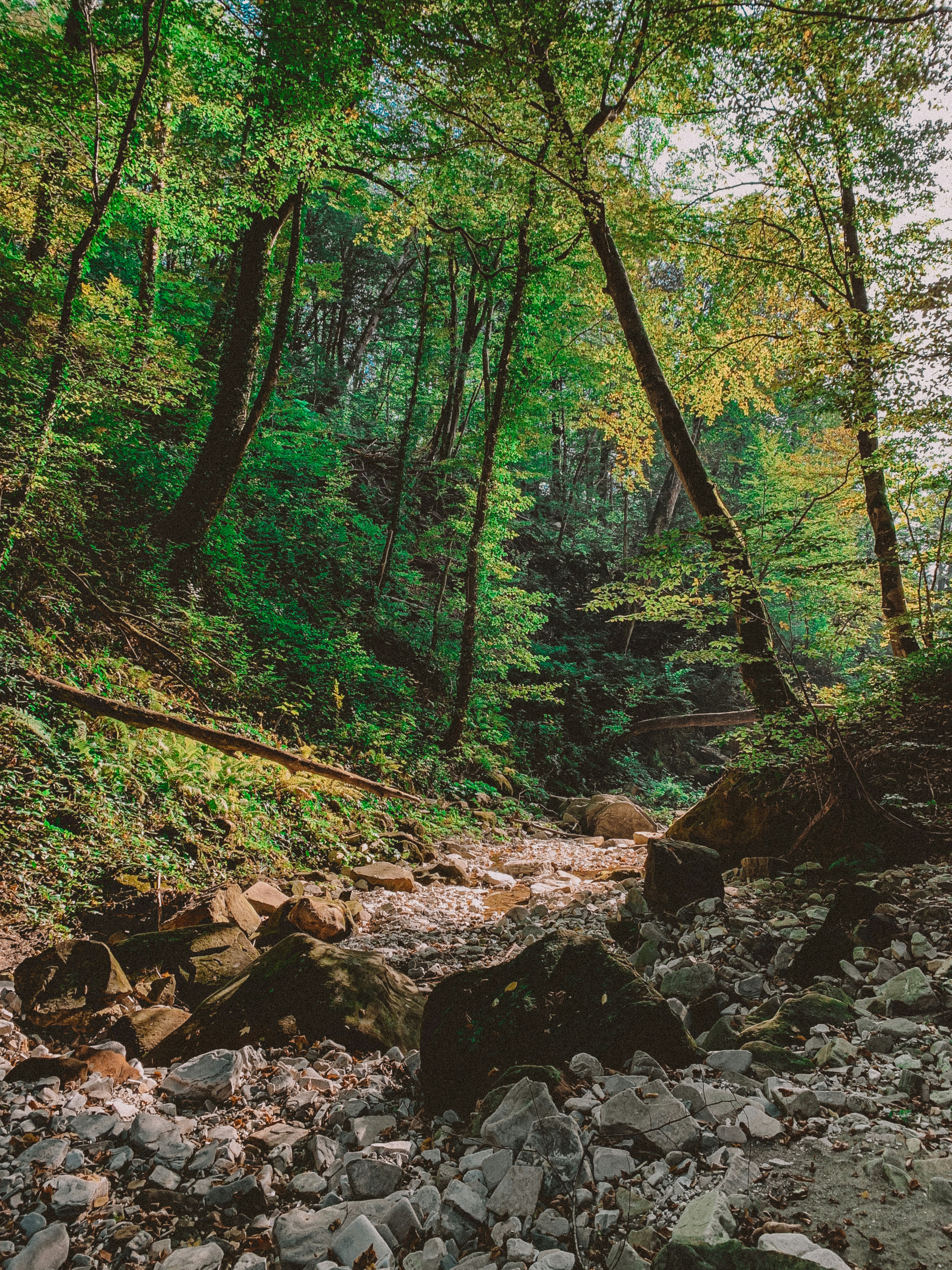 Rocky creek bed winding through lush, sun-dappled forest.