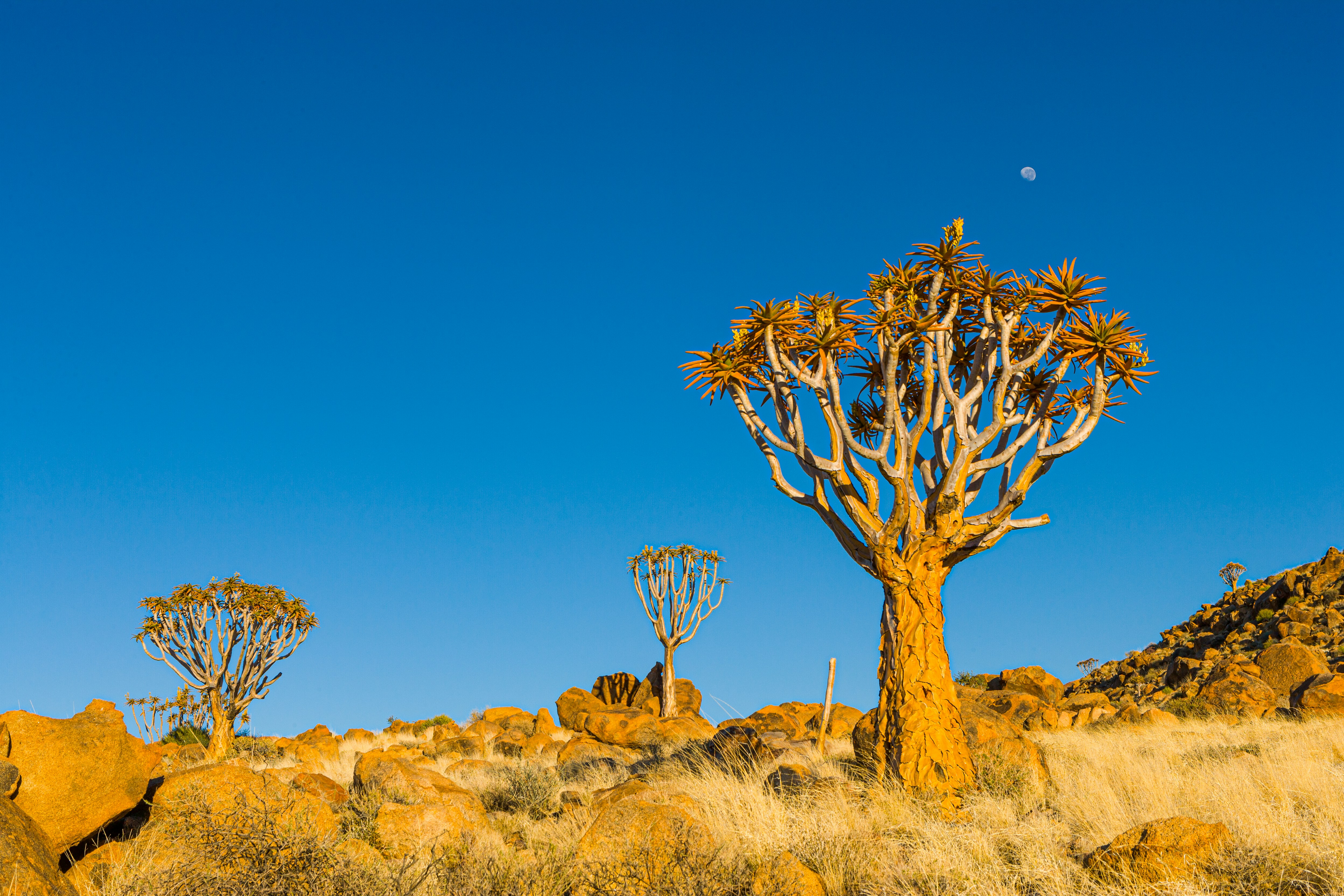 This stunning image captures a group of quiver trees standing tall against a vibrant blue sky, with a subtle moon adding a dreamy touch. The golden hue of the tree bark contrasts beautifully with the dry, rocky landscape, creating a striking visual balance. The clear lighting and sharp focus highlight the unique textures and forms of the trees, offering a serene yet dramatic atmosphere.