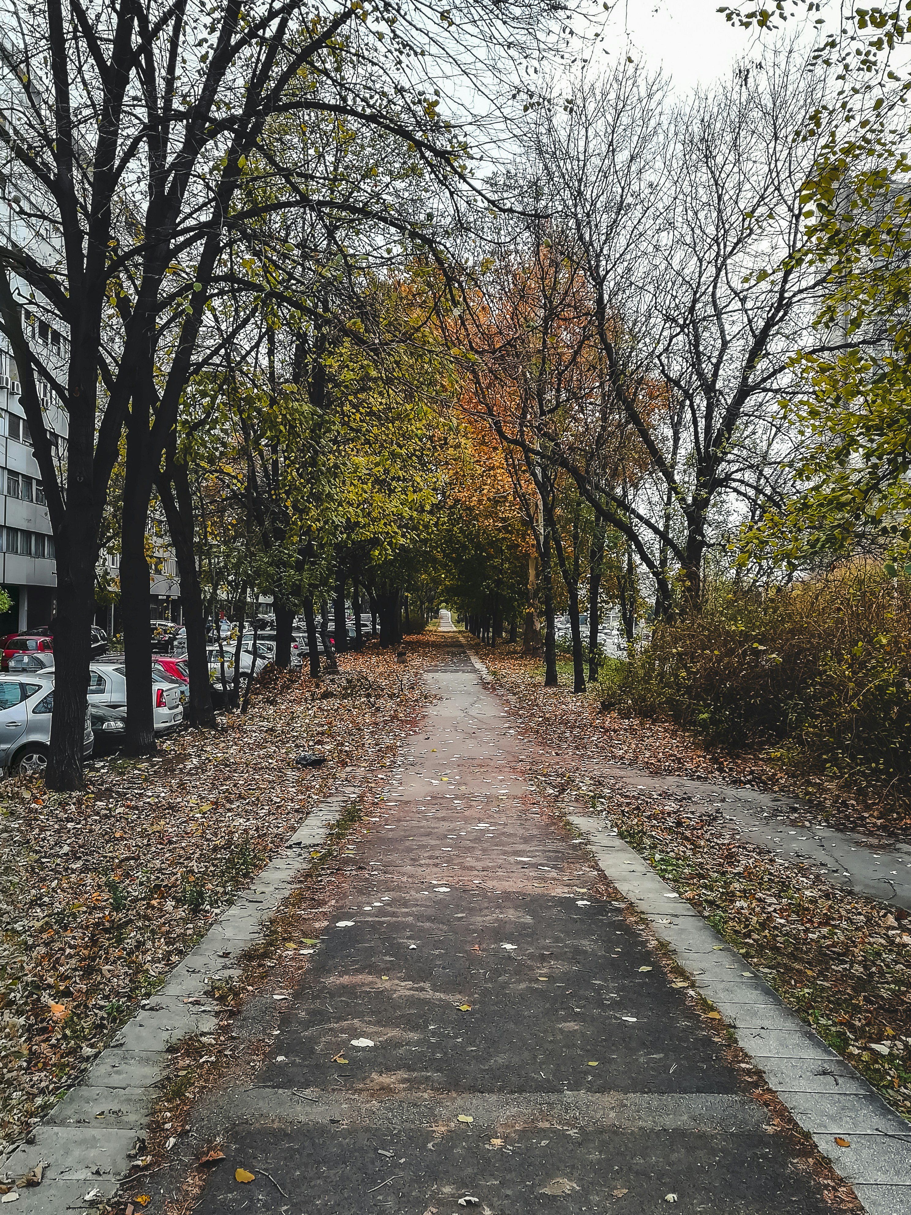 Autumn Background Pictures | Download Free Images on Unsplash