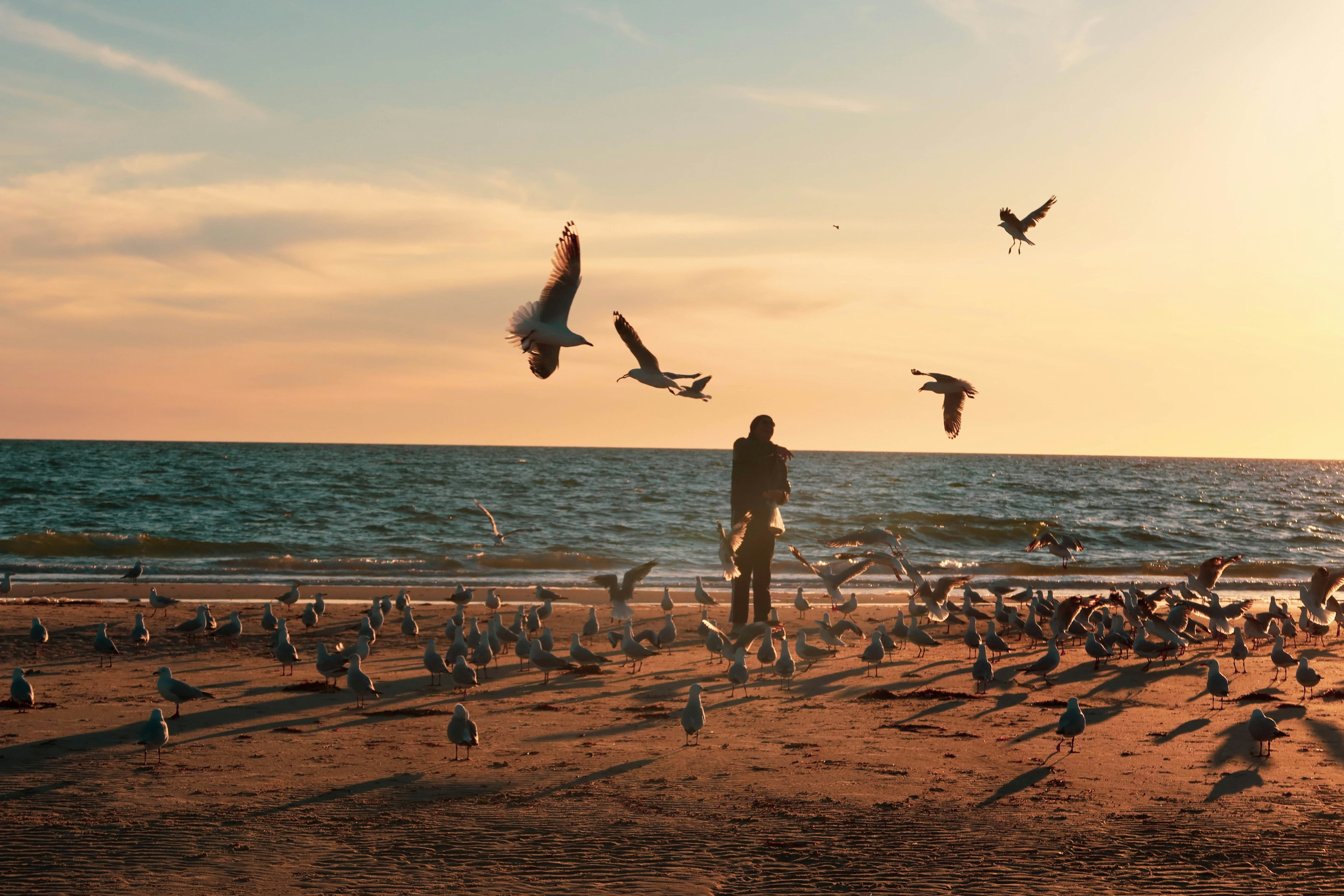 A person stands on a sandy beach surrounded by seagulls, as they take flight against a sunset backdrop. The scene captures the harmony between humans and nature.