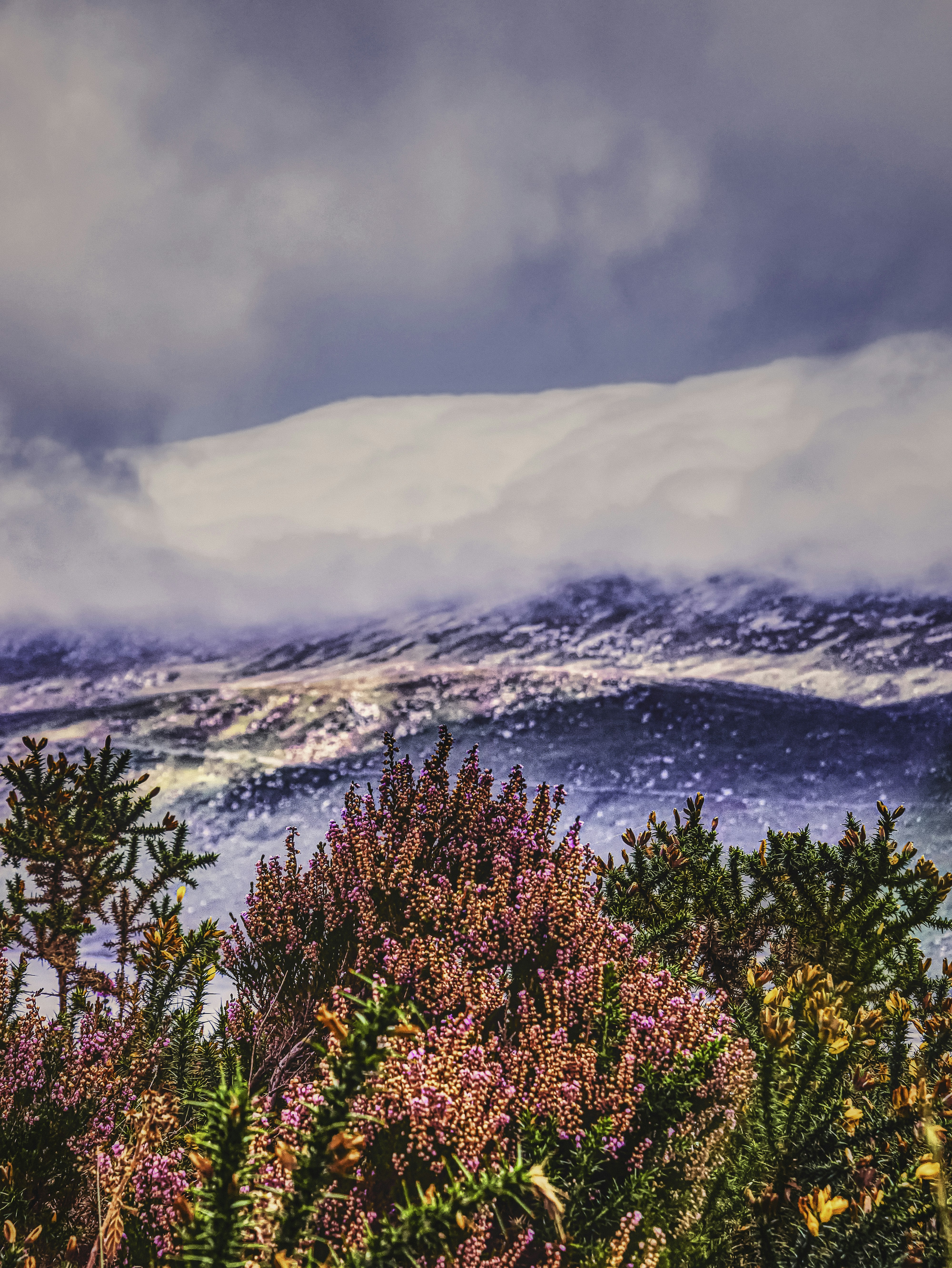 Purple heather and gorse growing in the Silent Valley in the Mourne Mountains with a cloud blanketed Slieve Binnian in the background (Sep., 2020).