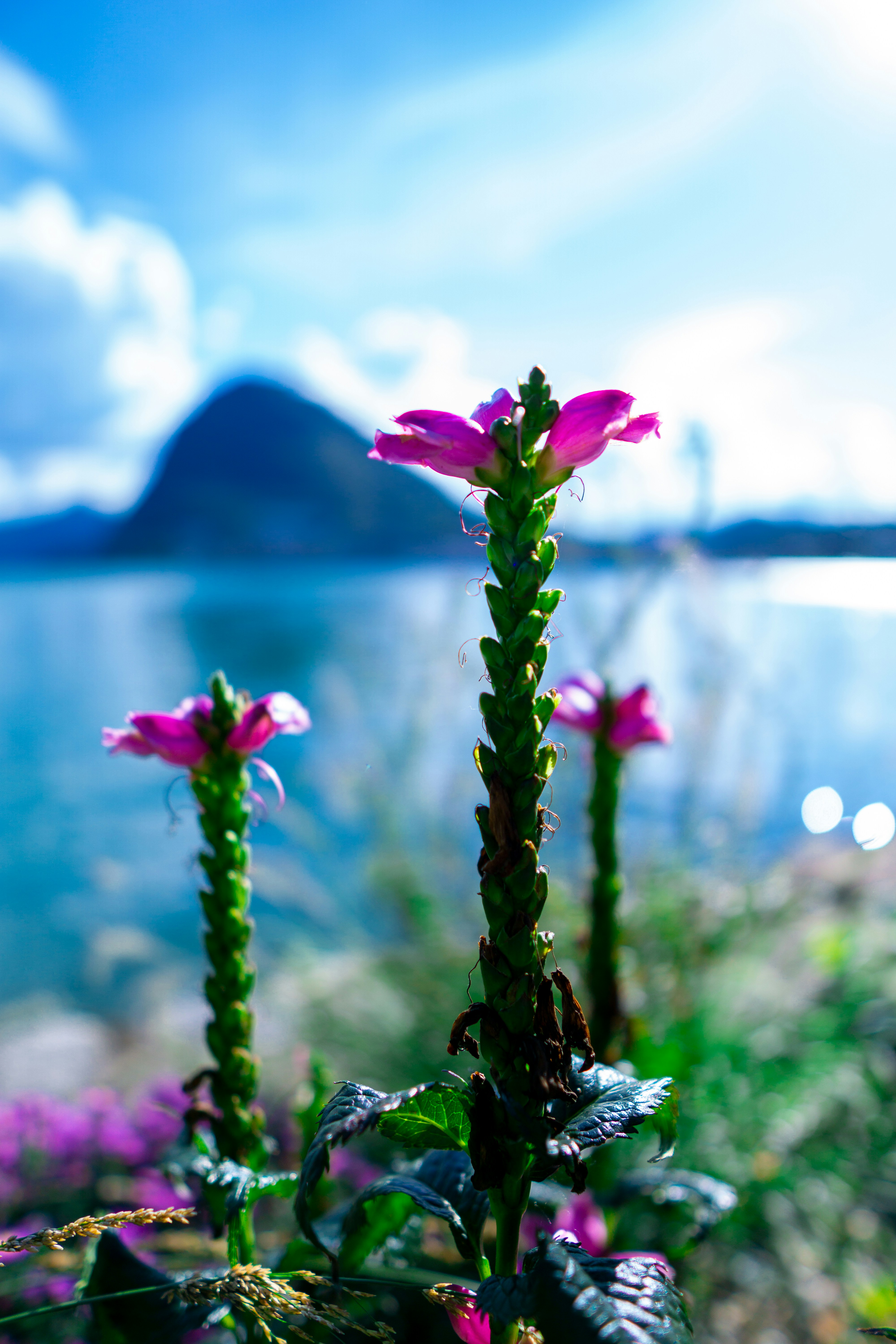 Pink Bloom Spires Framing a Sunlit Waterfront