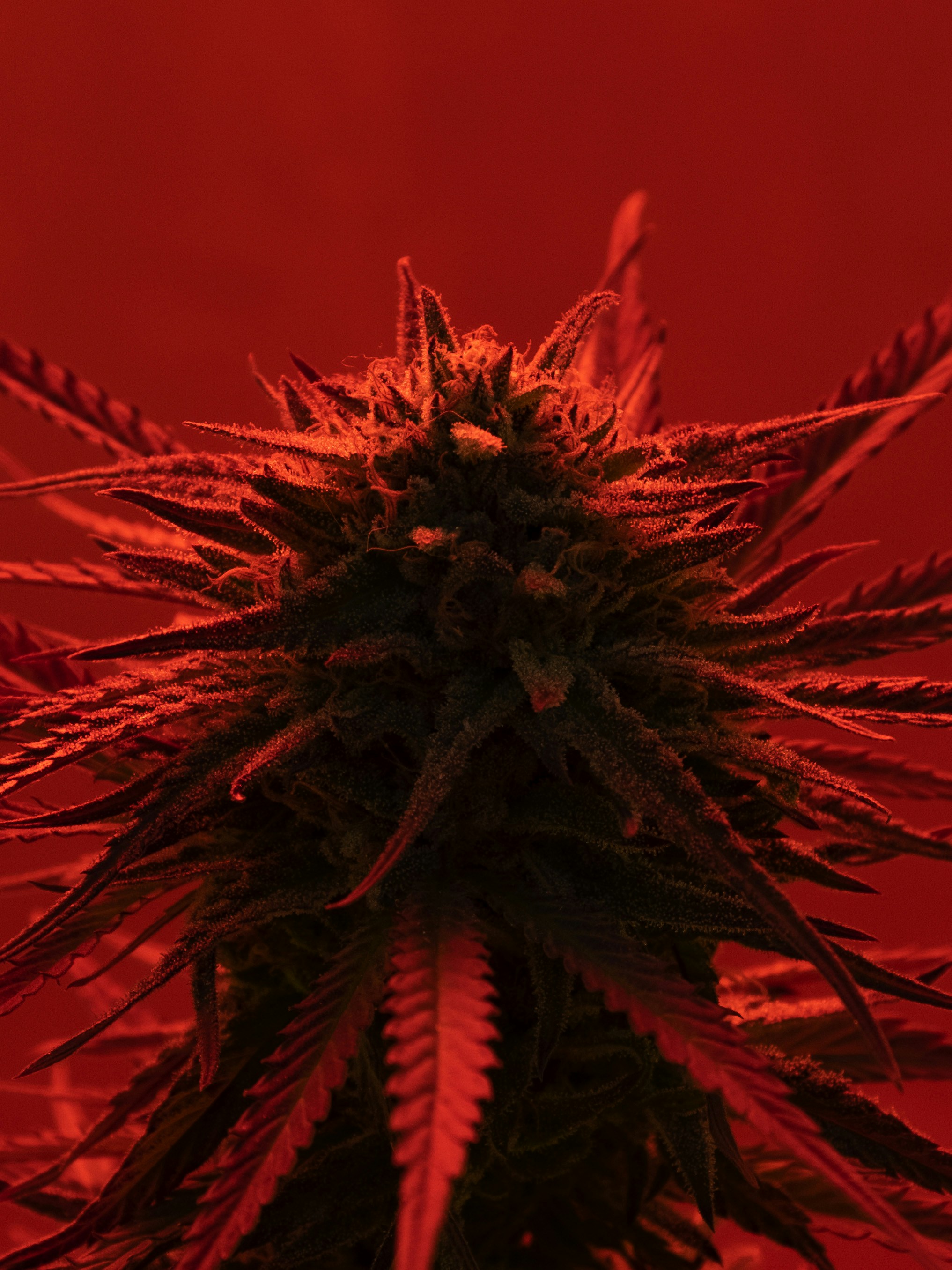 Crimson Bloom: A Cannabis Bud Under Harsh Red Studio Light