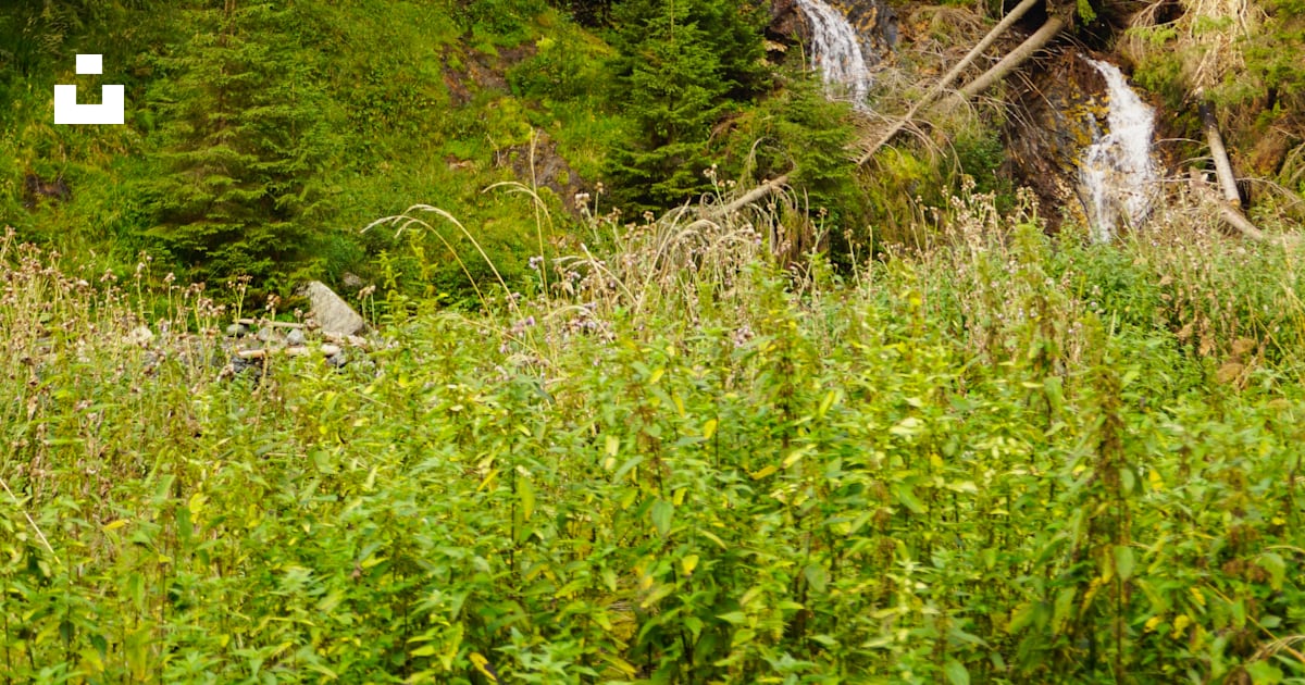 Green Trees Near Waterfalls During Daytime Photo Free Romania Image