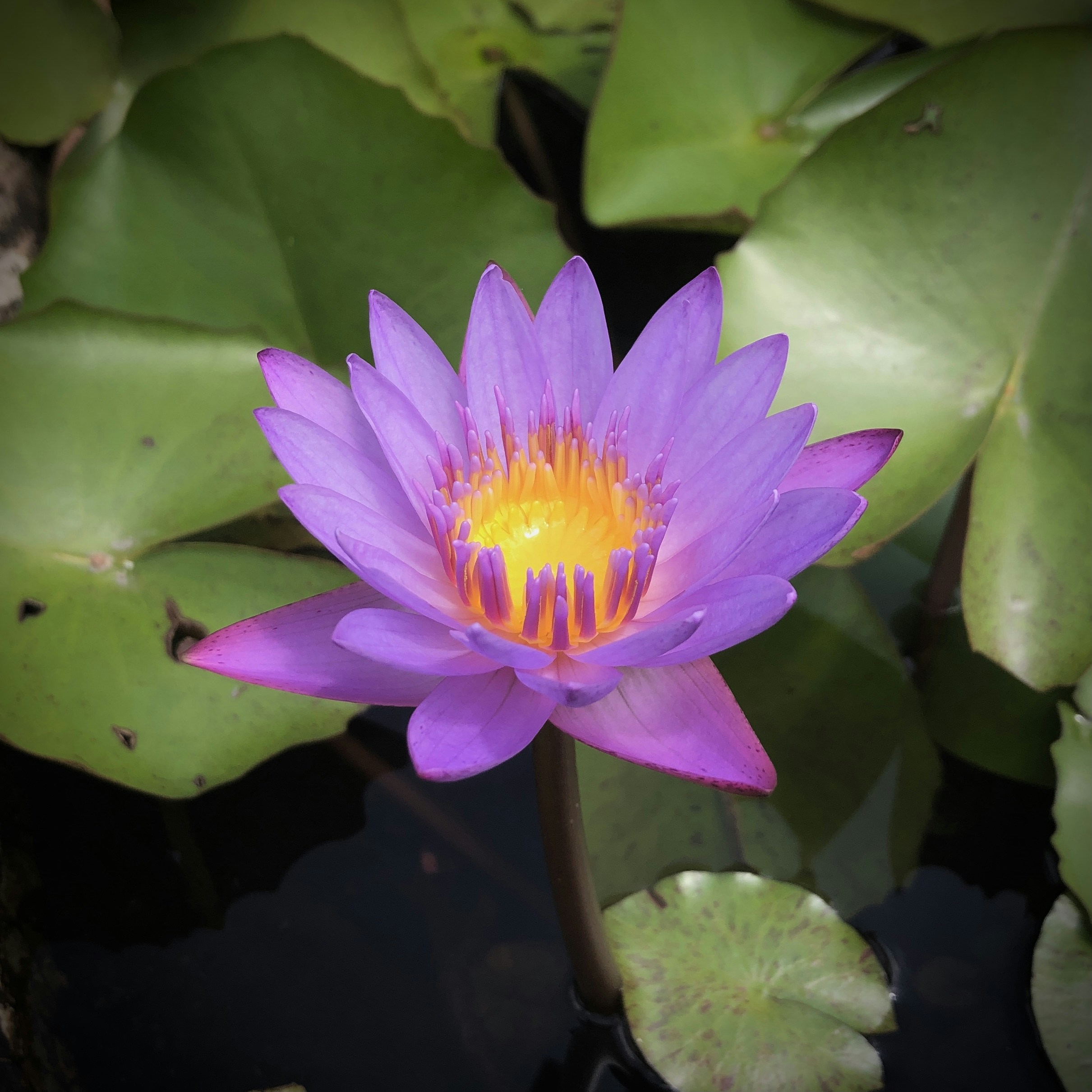 Vibrant purple water lily with yellow center surrounded by green lily pads on still water.