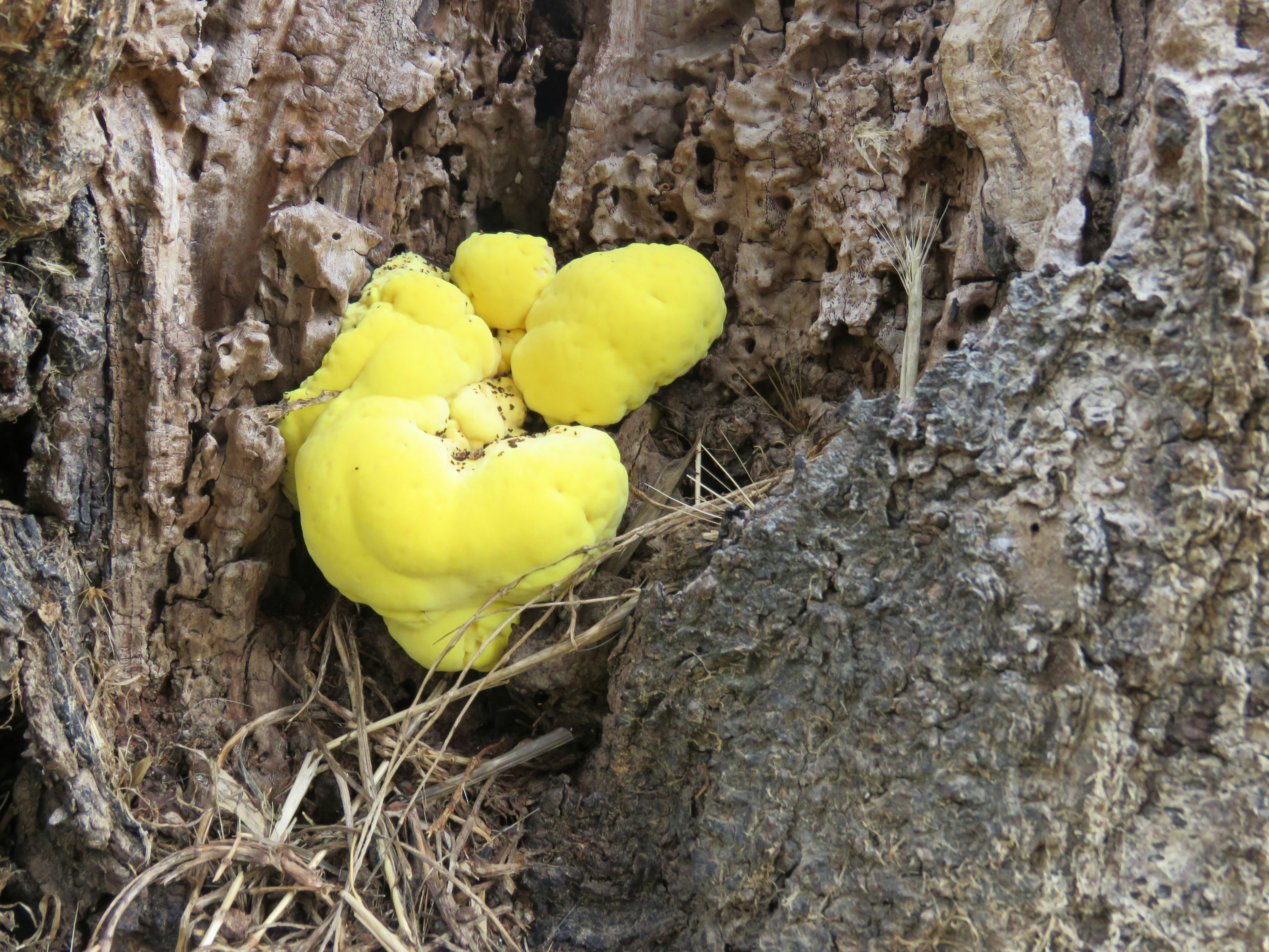 Vivid Yellow Shelf Fungus Nestled in Weathered Bark