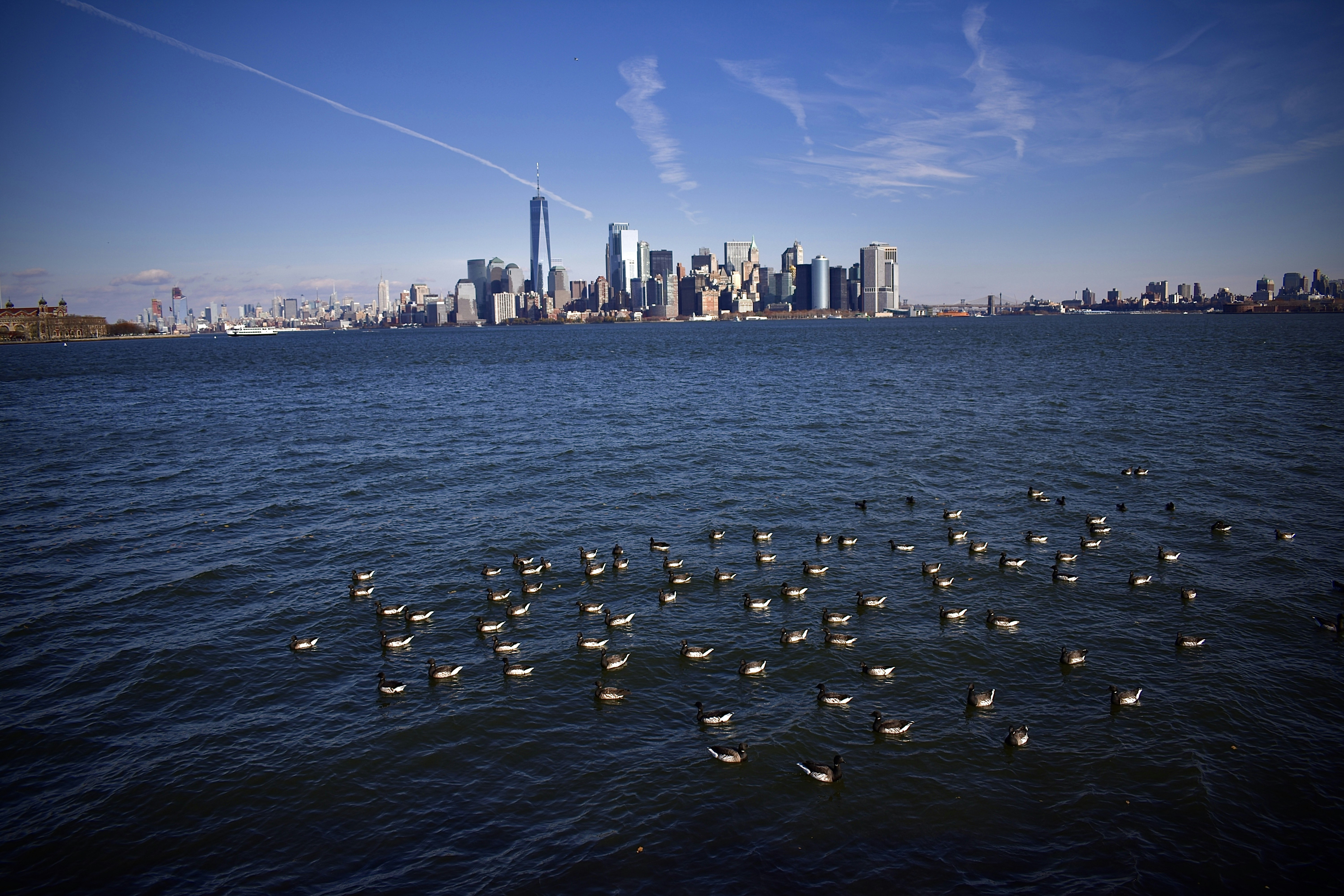 Blue Harbor Skyline Framed by a Wandering Flock of Seabirds