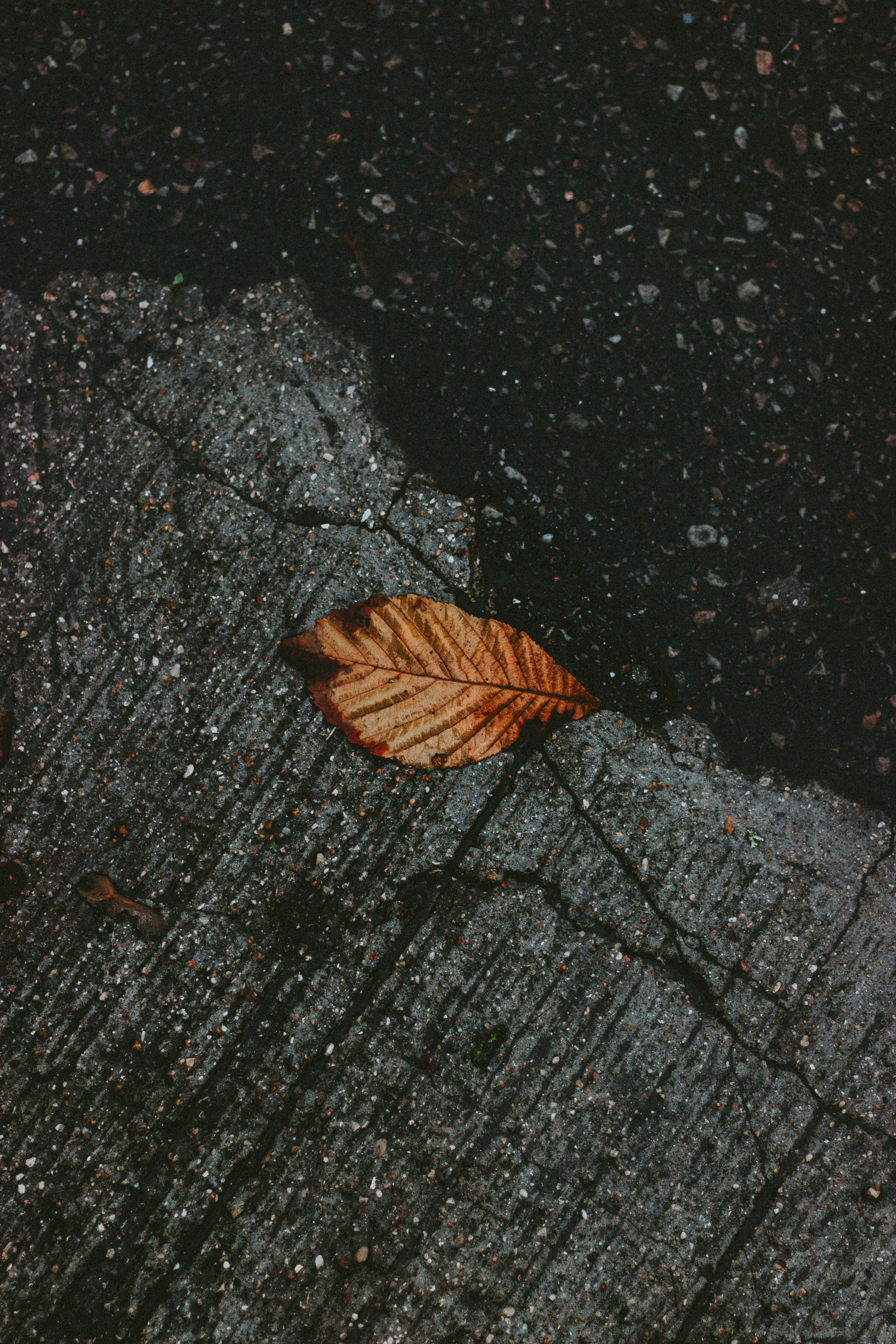 A solitary brown leaf rests on cracked pavement, contrasting with the dark, wet surface around it.