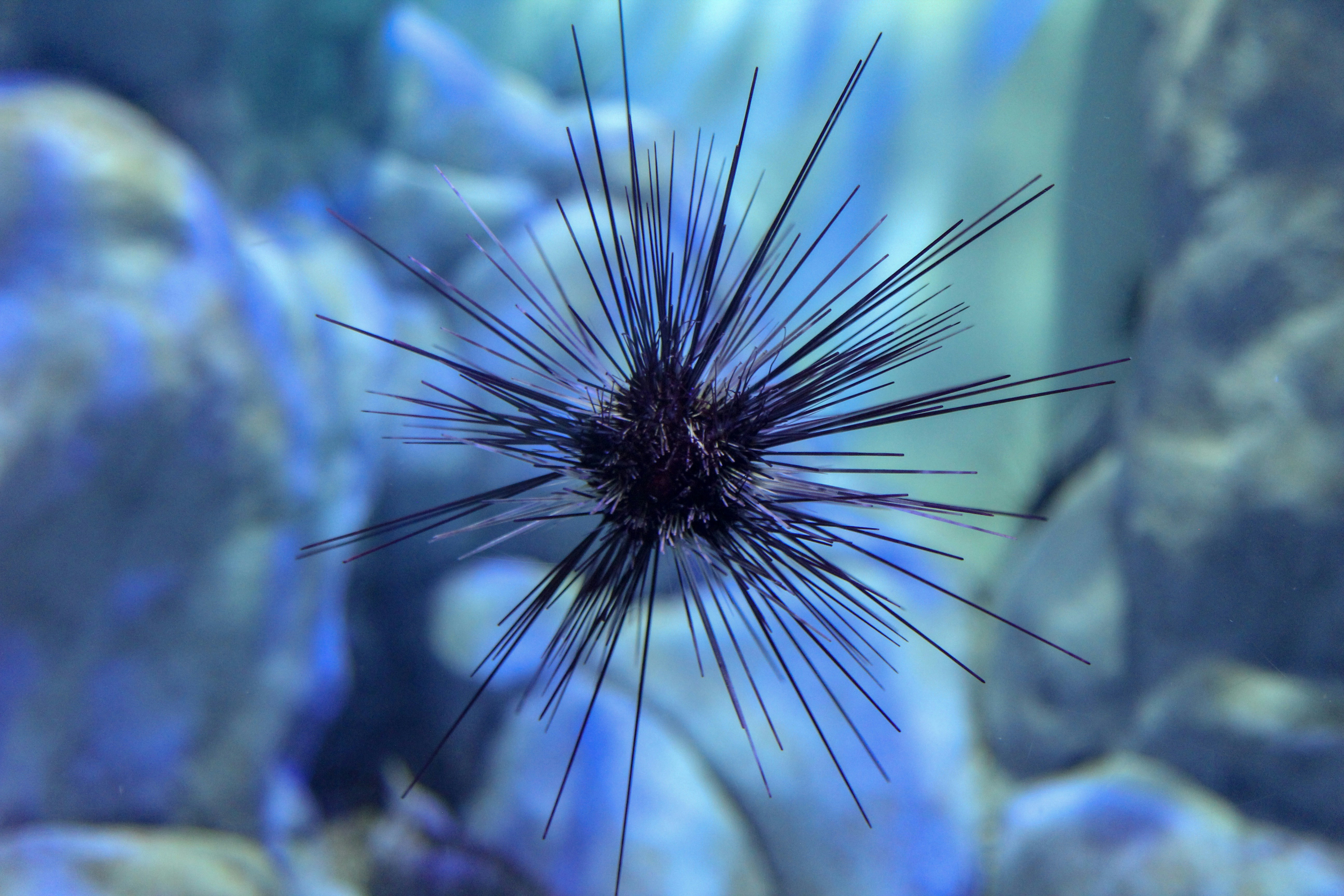 Urchin Pictures | Download Free Images on Unsplash