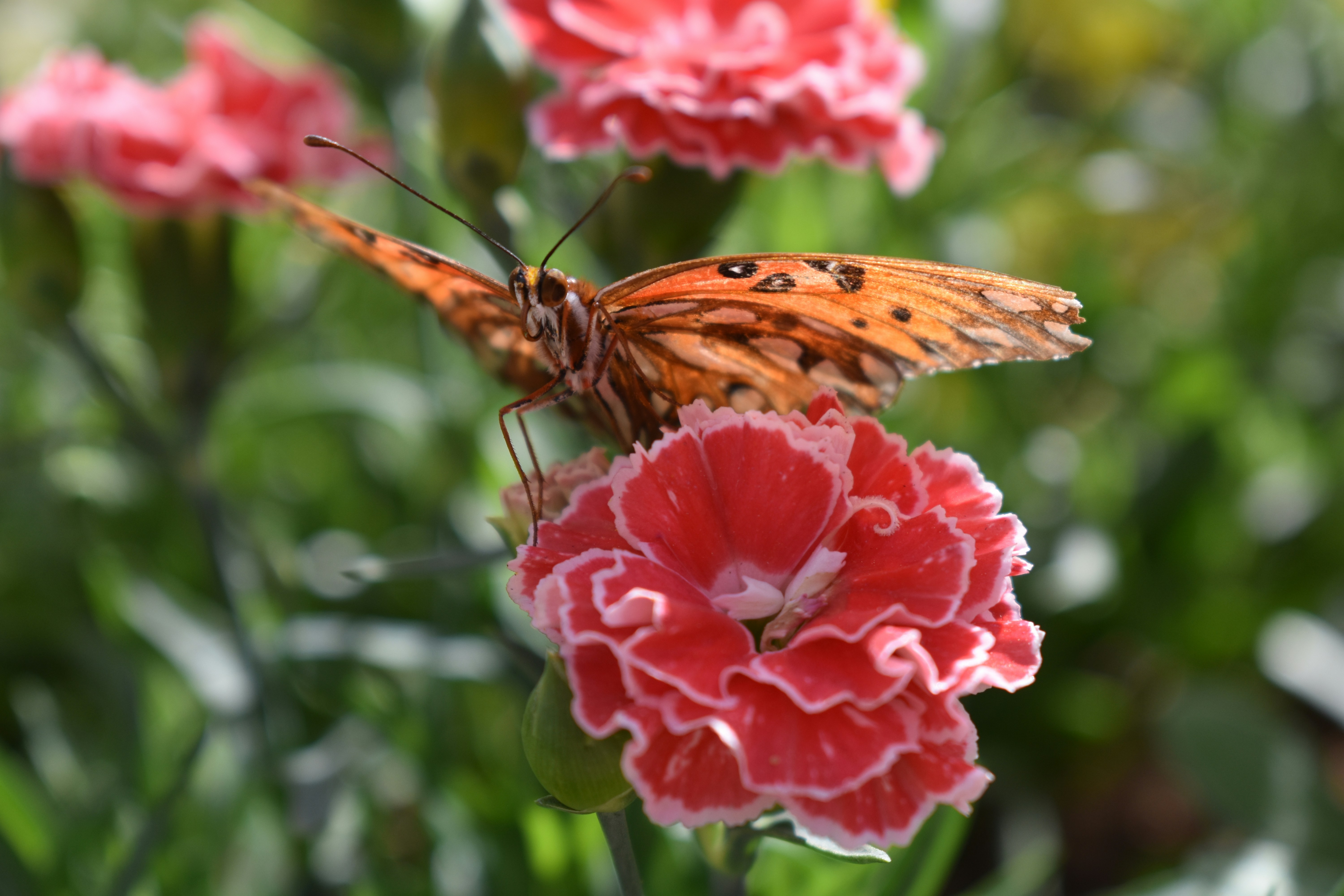 Orange Spotted Butterfly on Frilled Pink Carnation in a Sunlit Garden