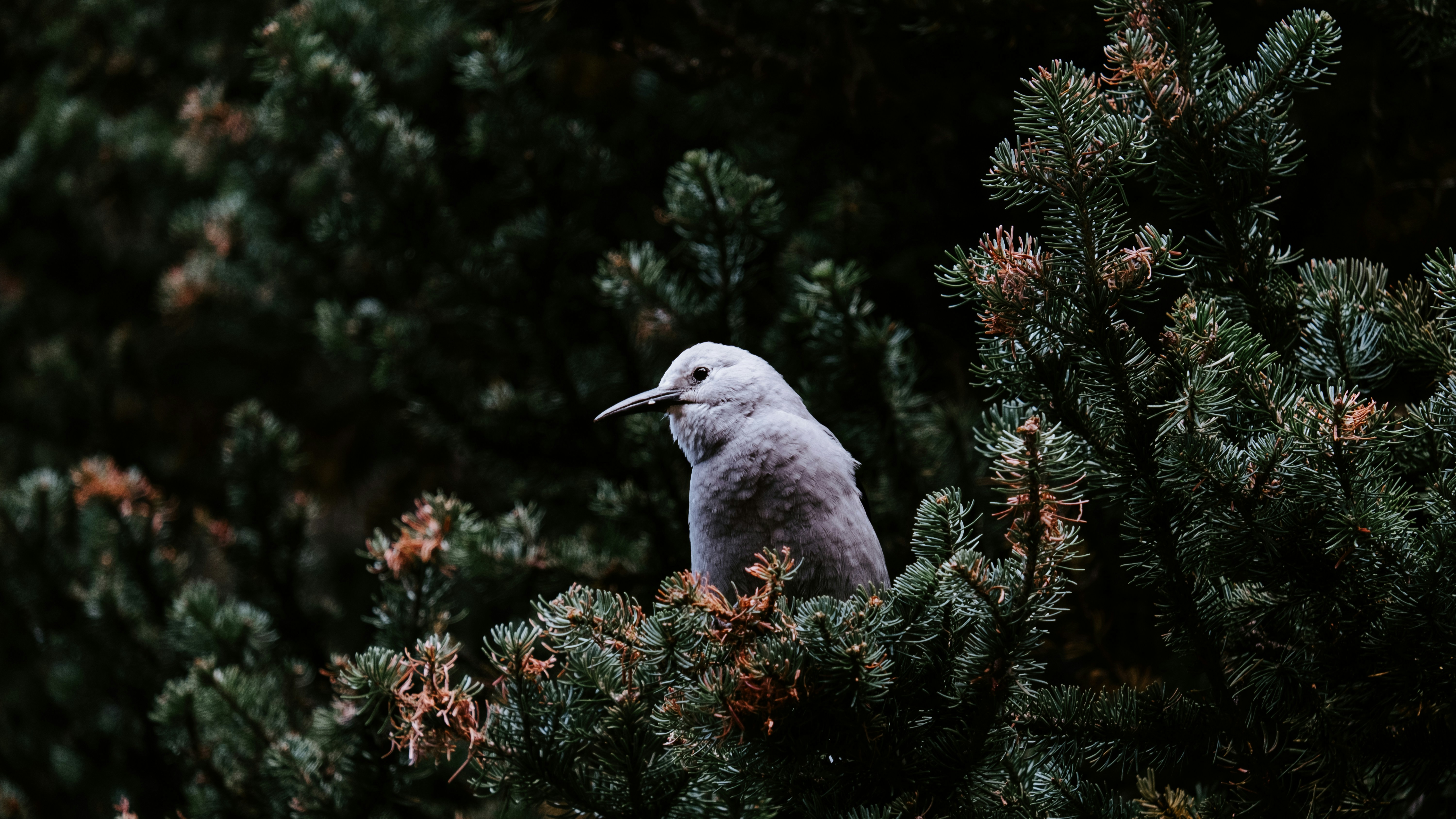 Grey Warbler amid evergreen boughs