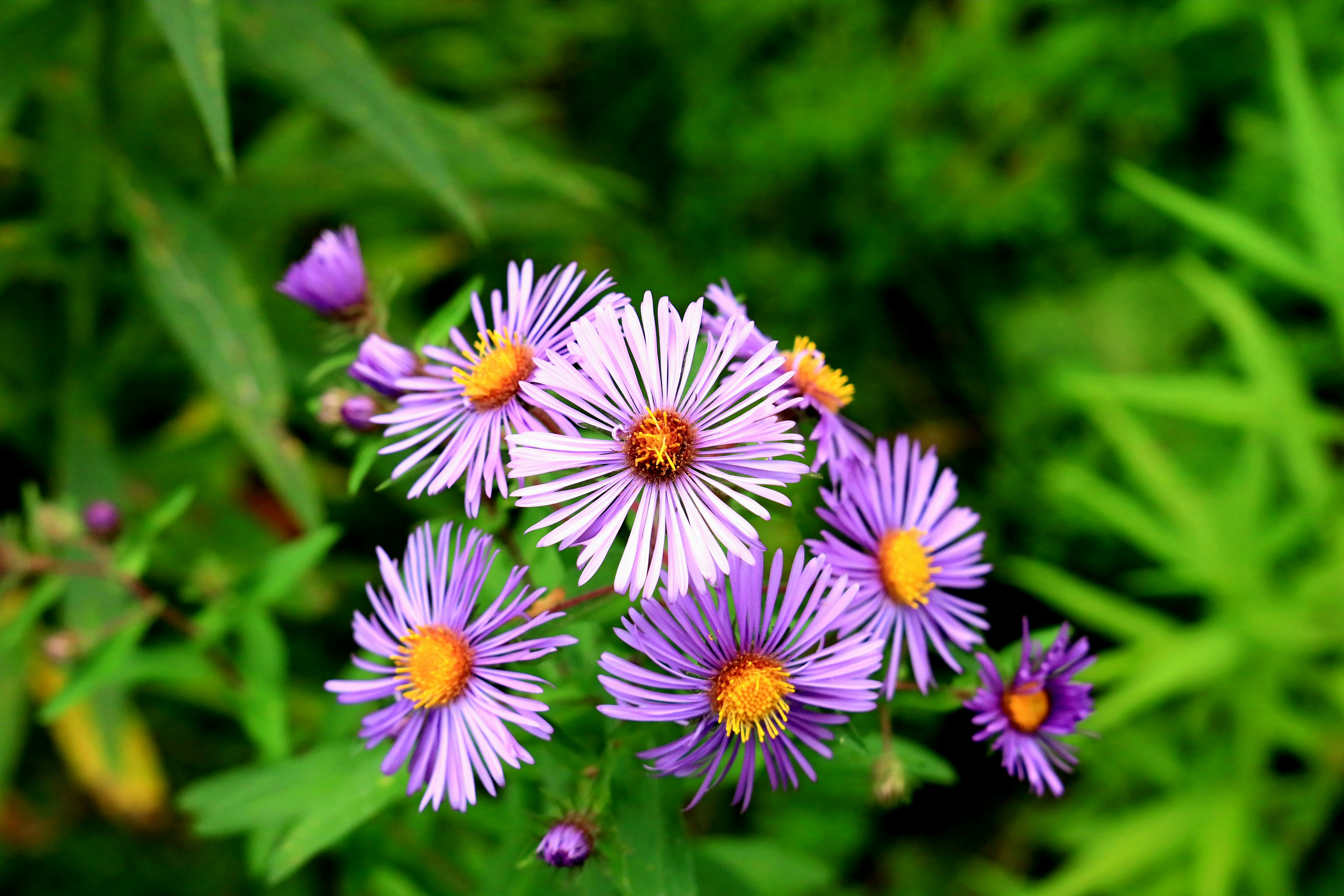A vibrant cluster of purple asters with yellow centers, surrounded by lush green foliage, showcasing the beauty of wildflowers in their natural habitat.