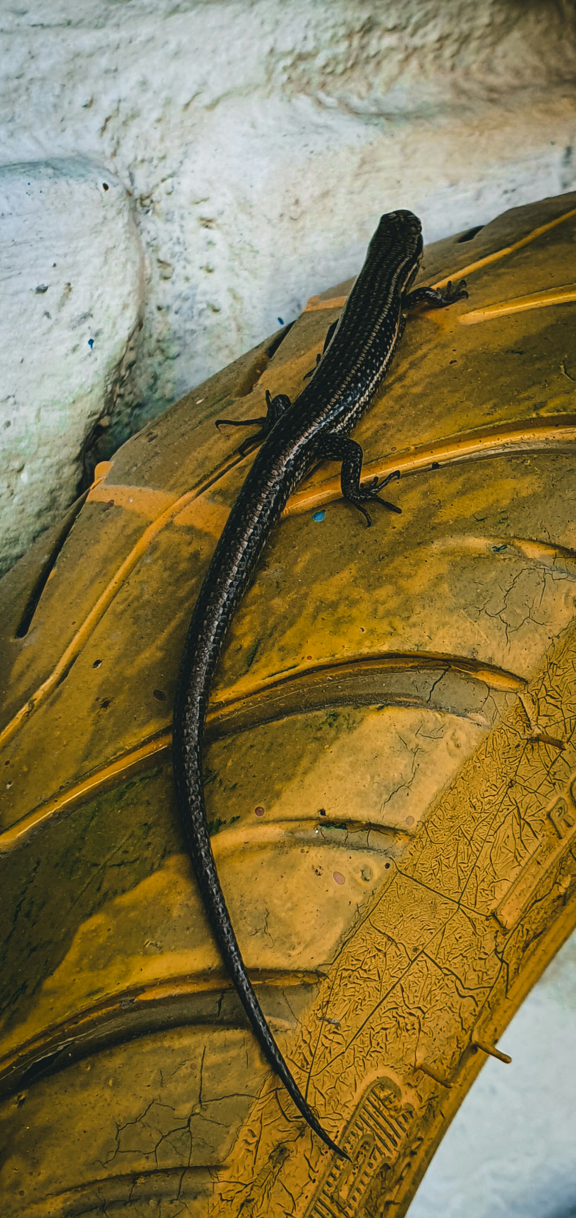 Lizard on a Weathered Tire: A Quiet Trek