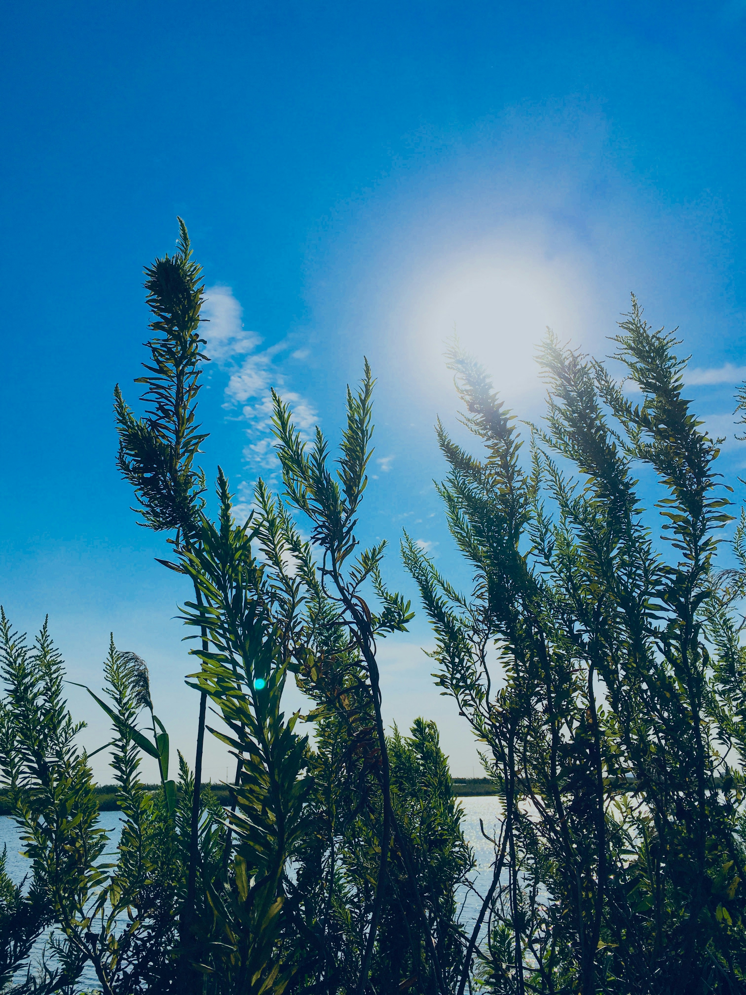 Green pine trees under blue sky during daytime photo – Free 小桉路 Image ...