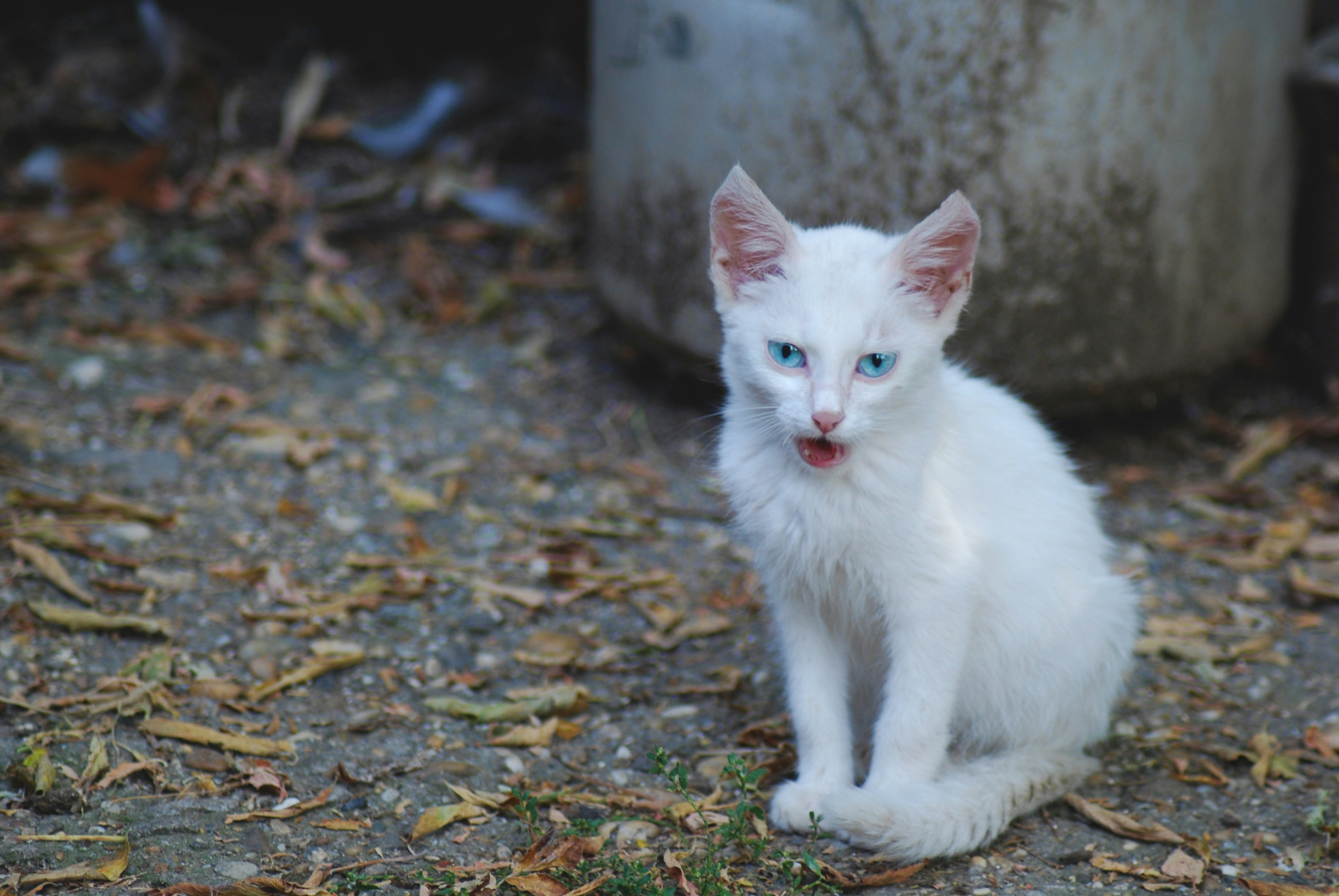 Blue-Eyed White Kitten Pauses Among Fallen Leaves