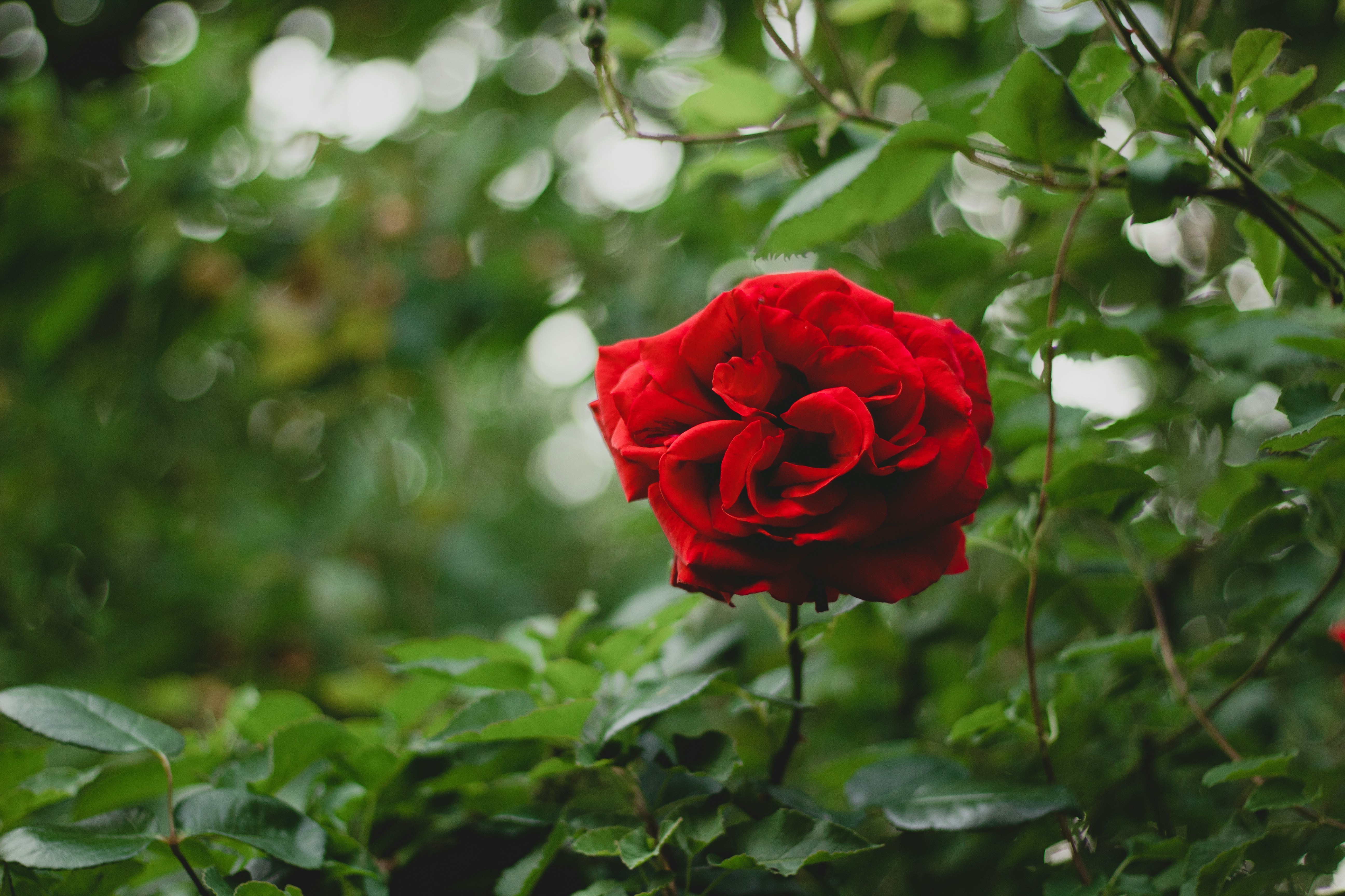 Rose rouge en fleurs pendant la journée photo – Photo Rose Gratuite sur ...