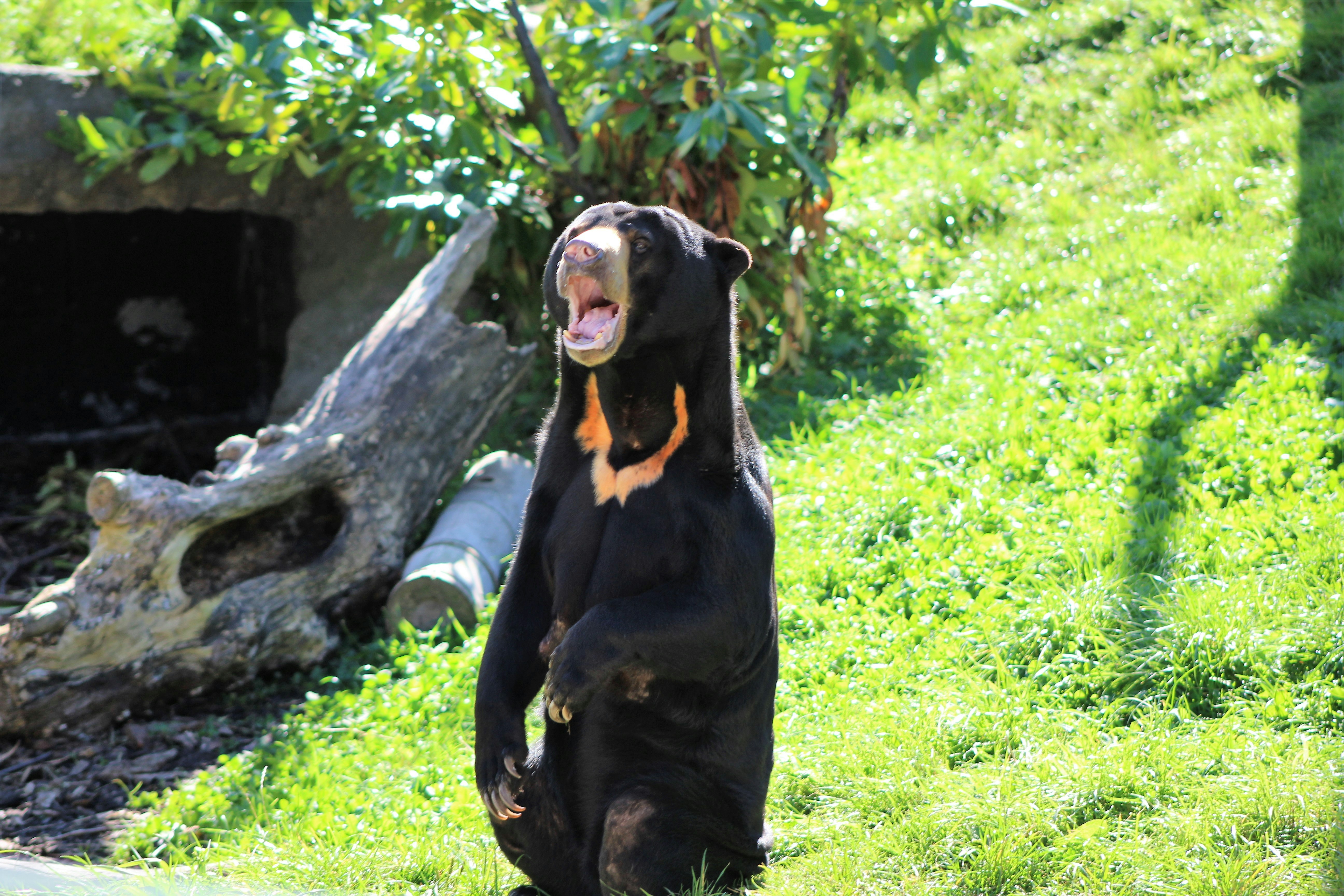 Sunlit Sentinel: A Doberman's Alert Pose in a Garden Clearing