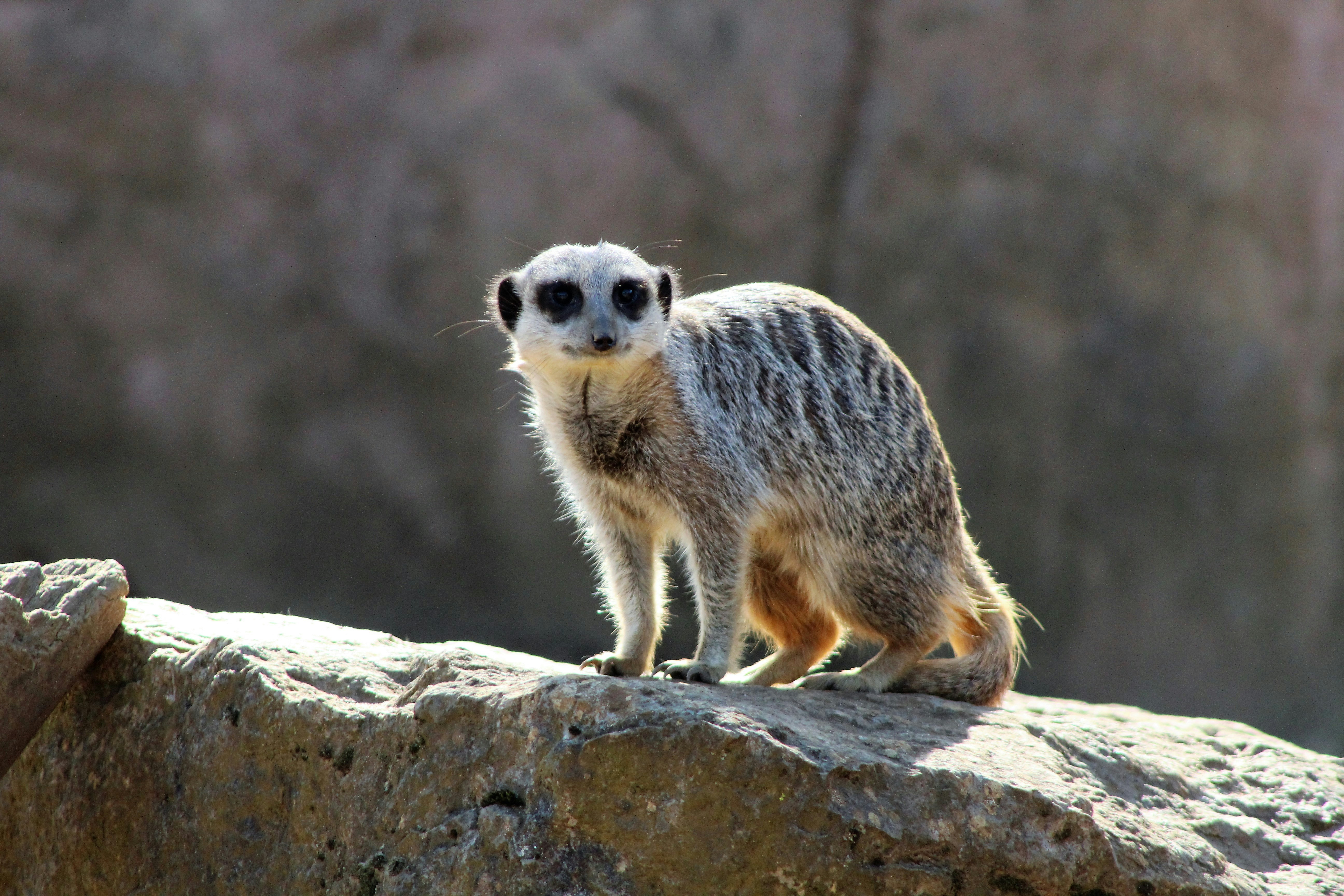 white and brown animal on brown rock