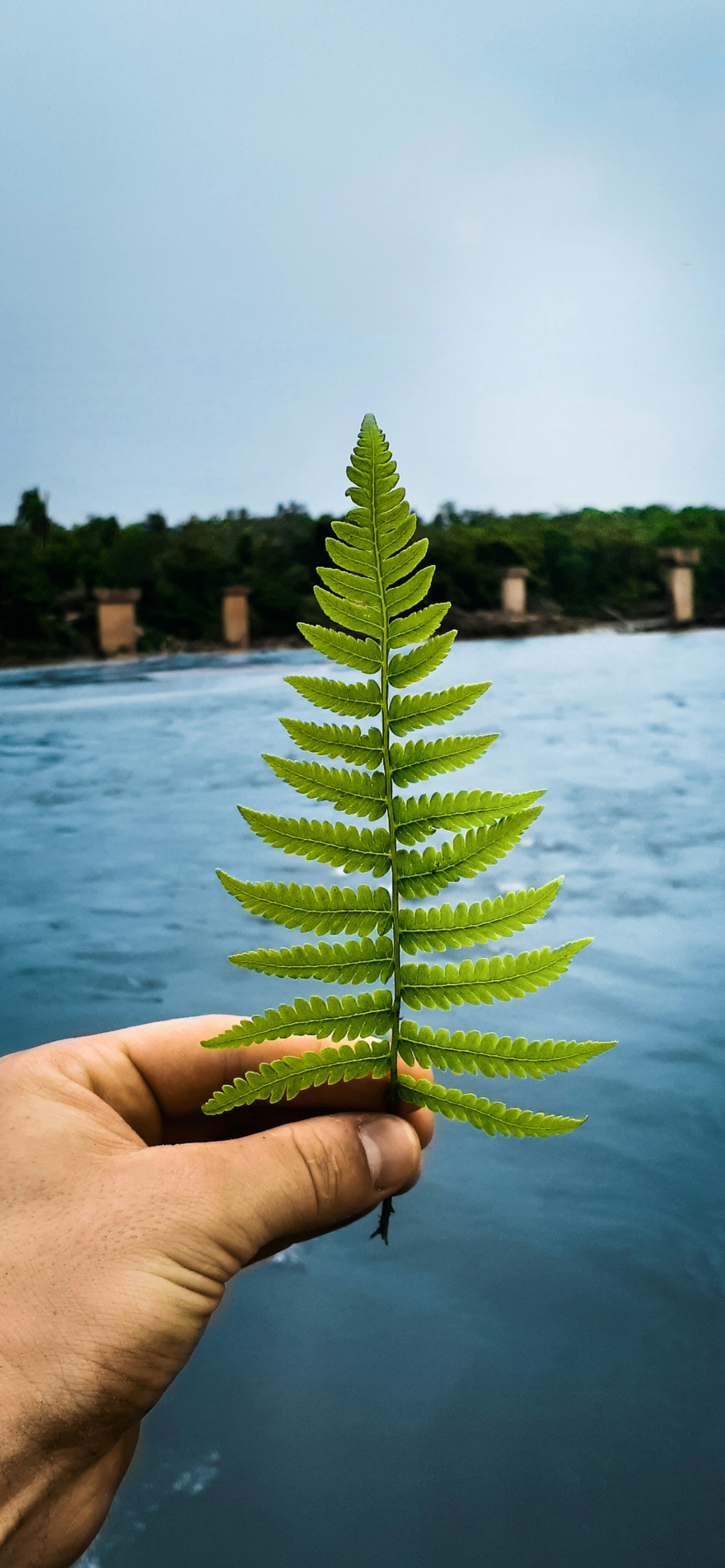Green fern frond held above a calm blue river with distant pilings along the shore.
