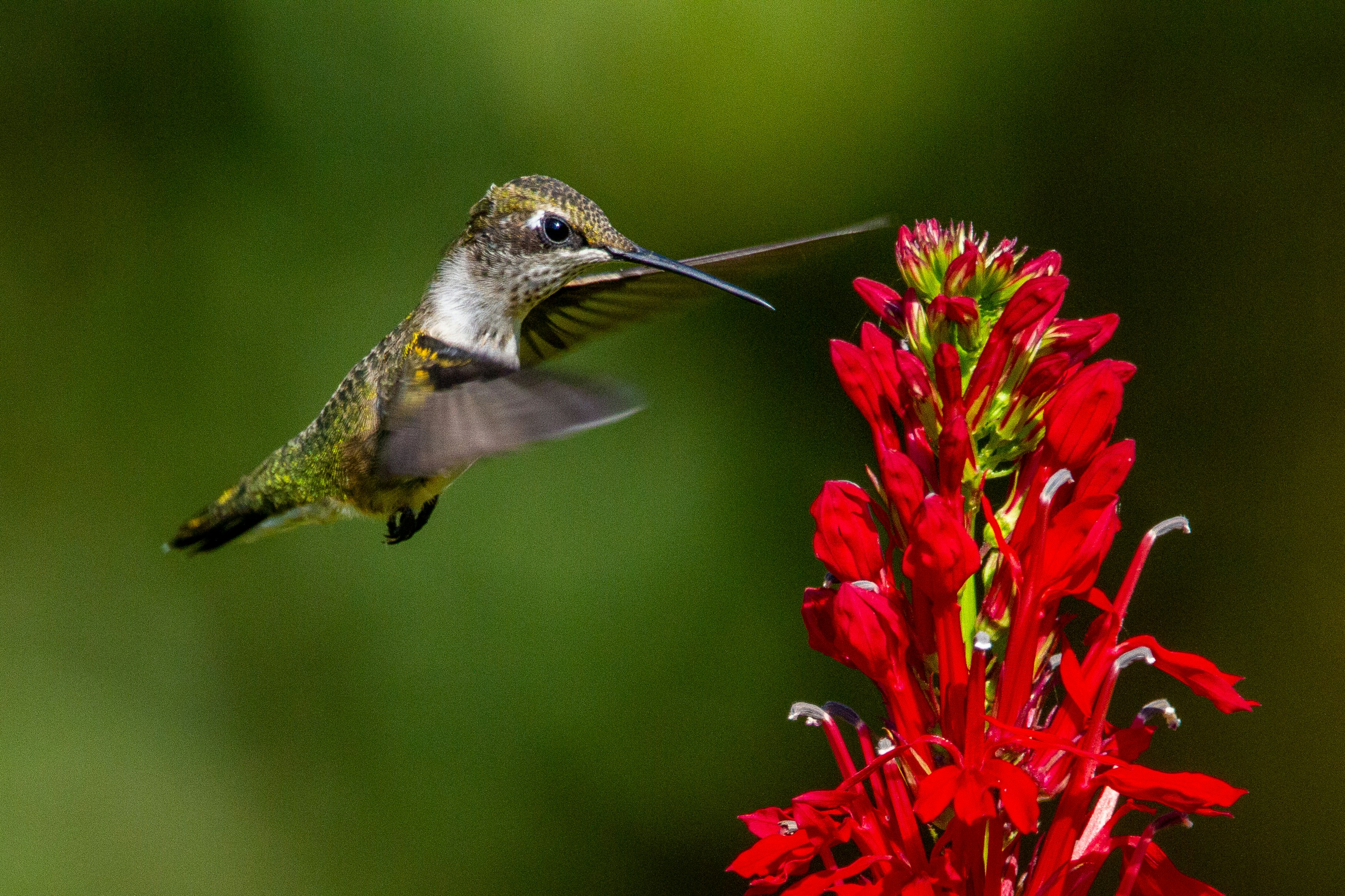 A vibrant hummingbird hovers near a striking red flower, showcasing its iridescent feathers and rapid wing movement.
