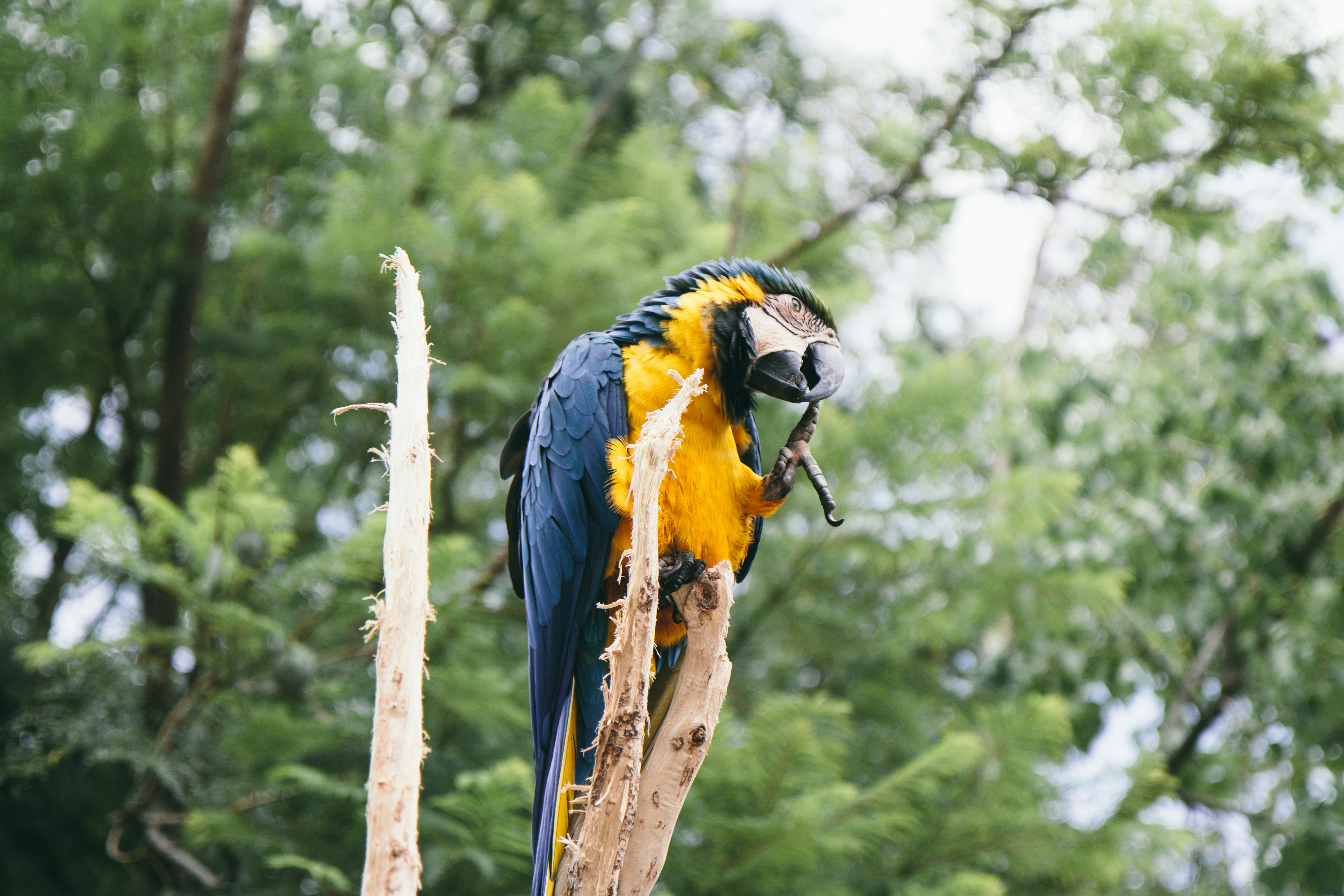 Blue-and-Gold Macaw on a Weathered Branch in a Quiet Canopy