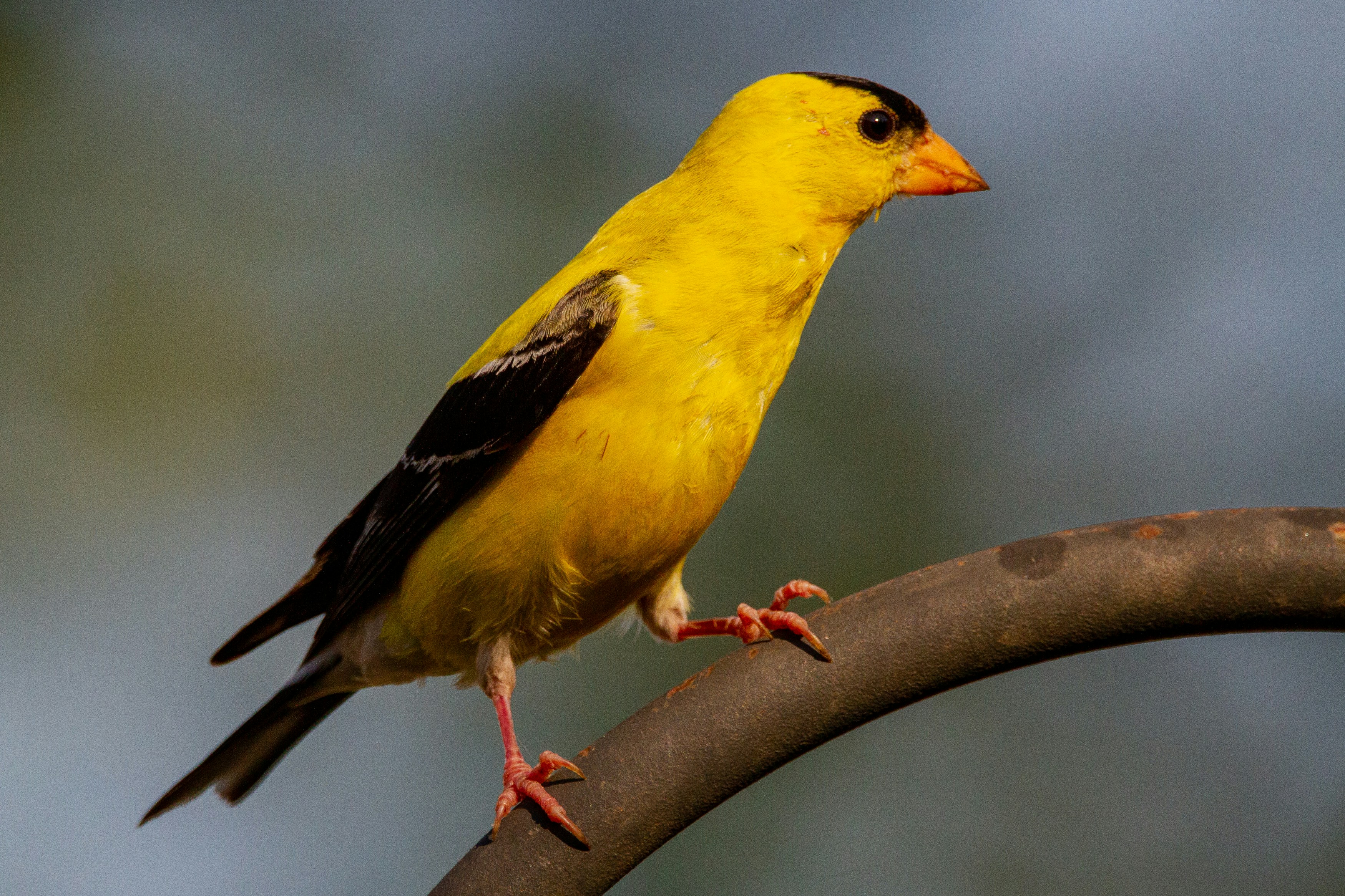 A vibrant yellow bird perched gracefully on a curved metal rod against a softly blurred background.
